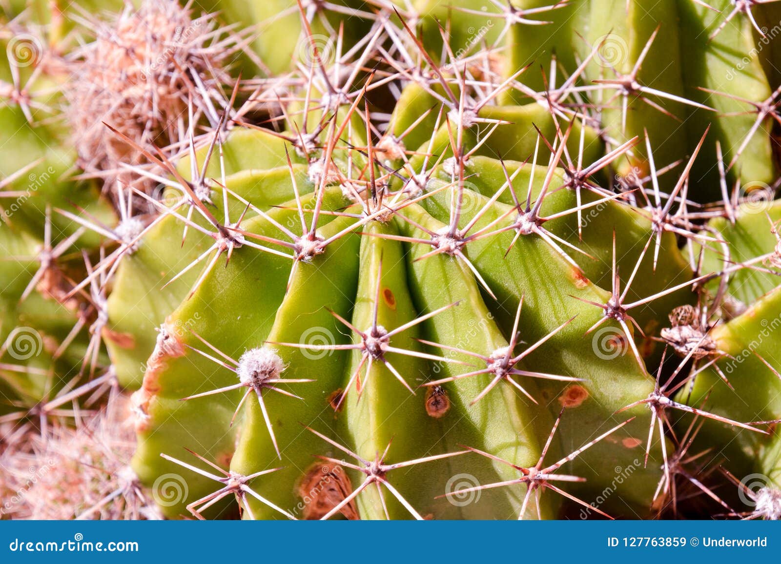 Cactus Texture Background stock image. Image of botanic - 127763859
