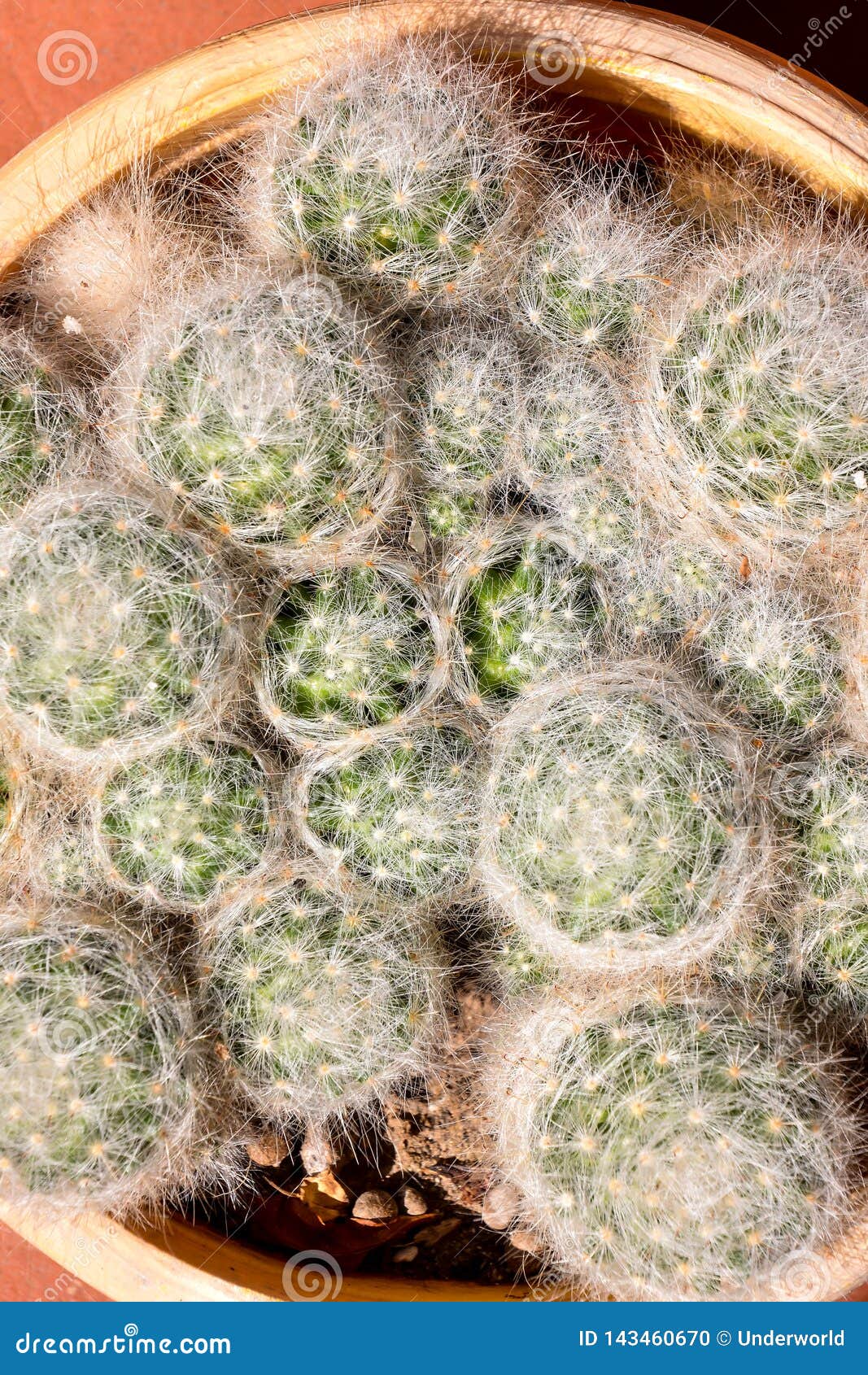 Cactus Texture Background stock photo. Image of nature - 143460670