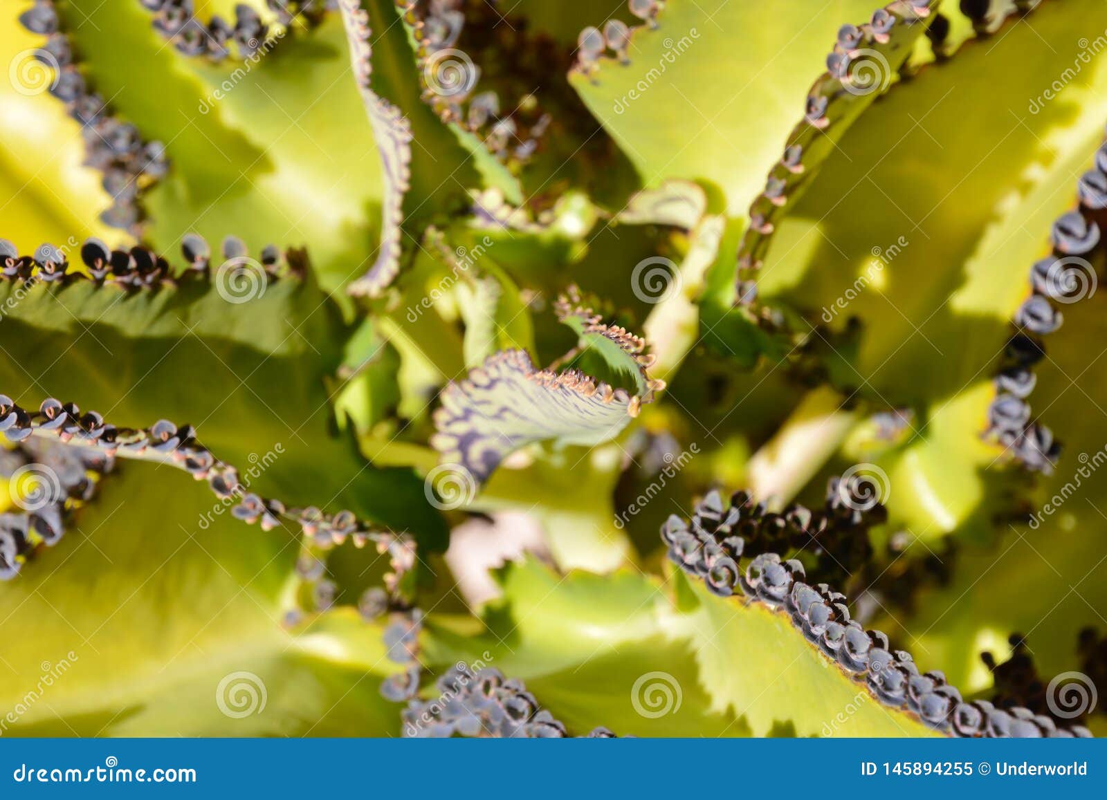 Cactus Texture Background stock image. Image of grow - 145894255