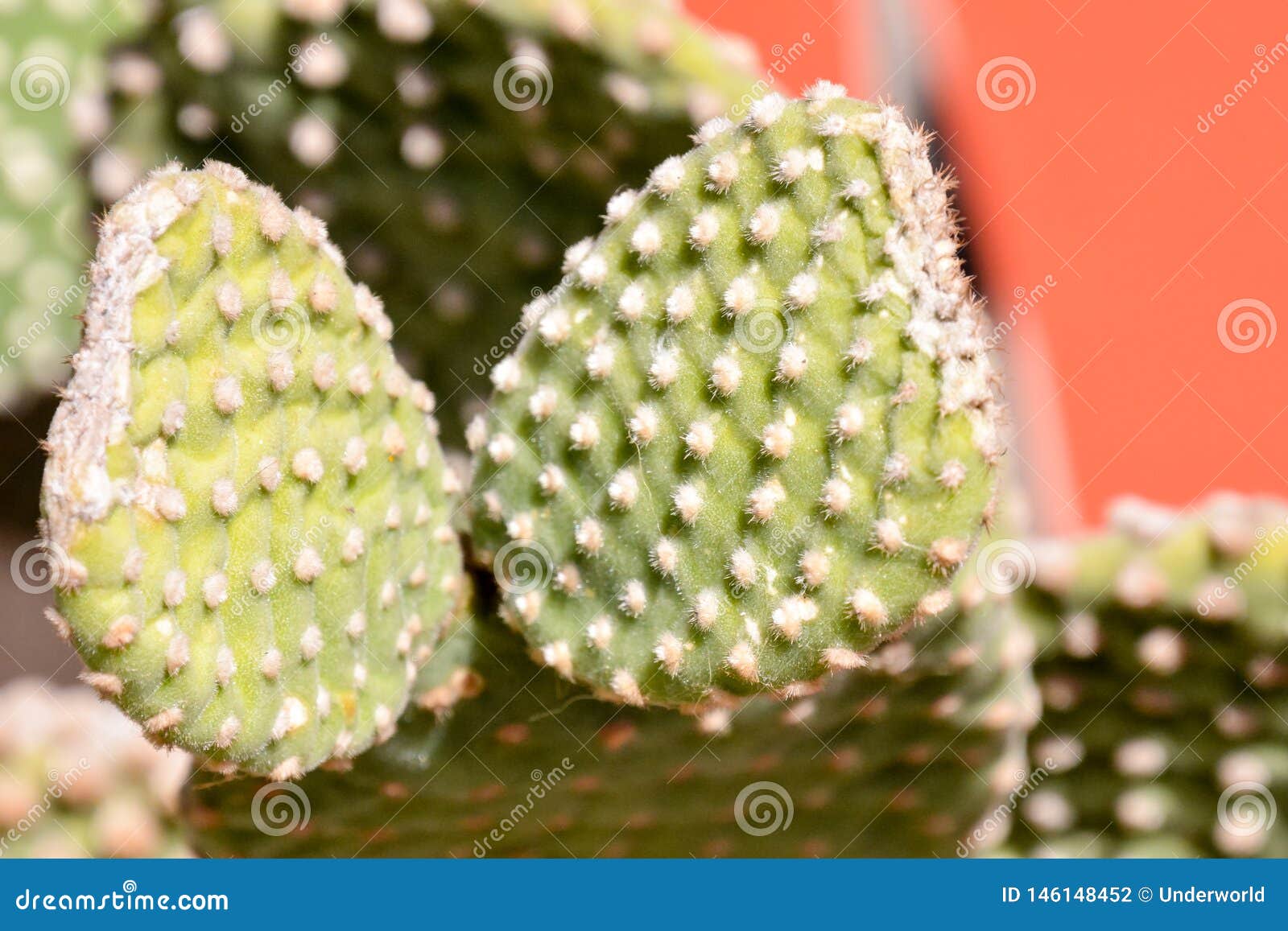 Cactus Texture Background stock photo. Image of texture - 146148452