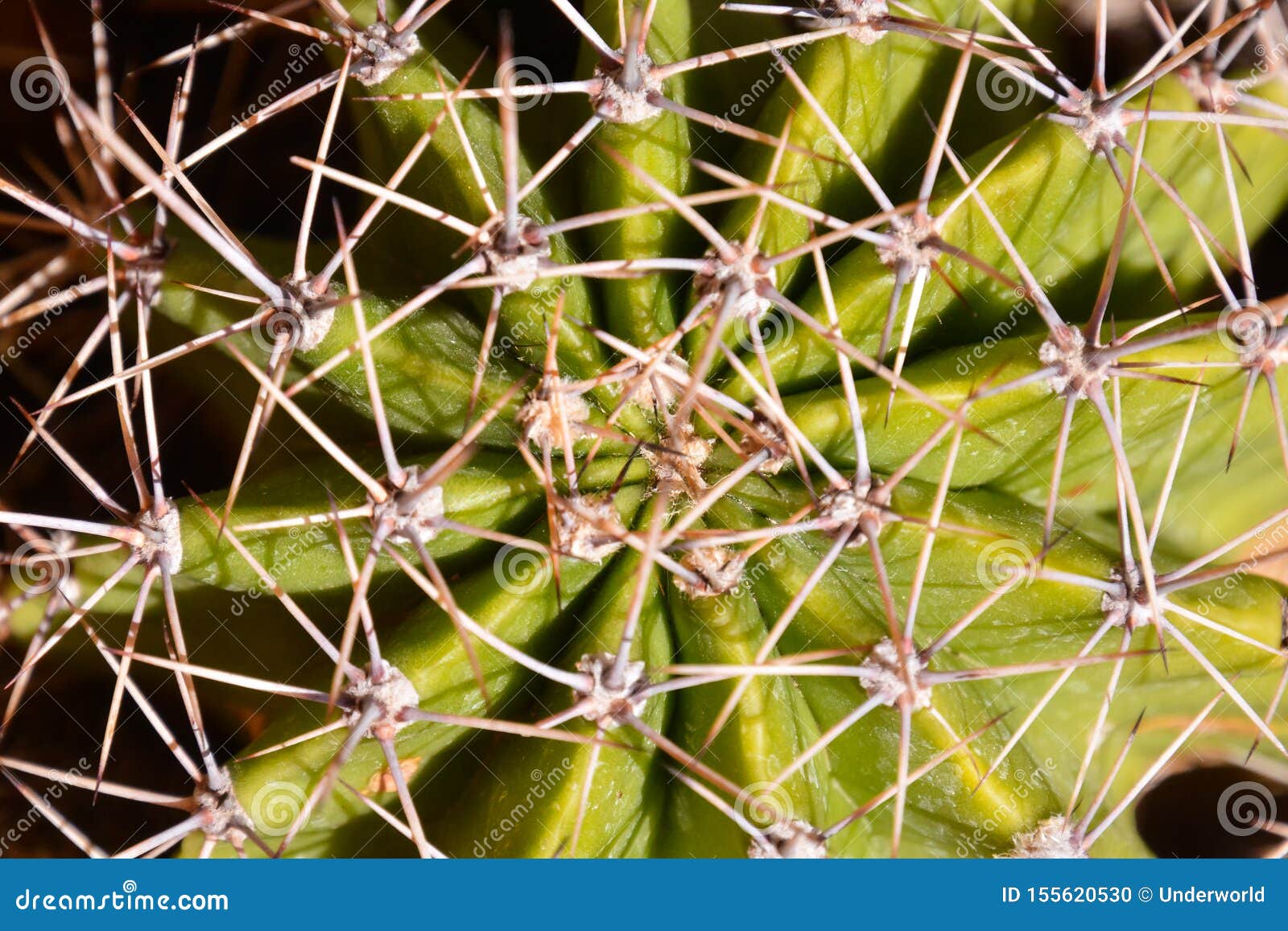 Cactus Texture Background stock photo. Image of green - 155620530