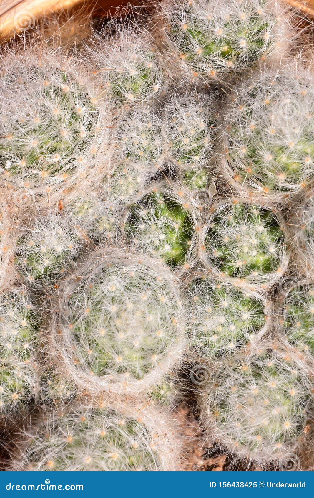Cactus Texture Background stock image. Image of succulent - 156438425
