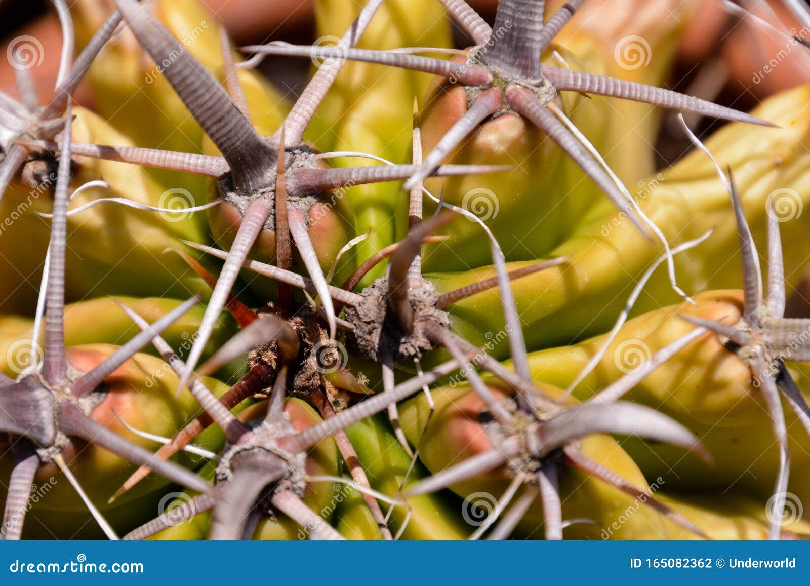 Cactus Texture Background stock photo. Image of grow - 165082362