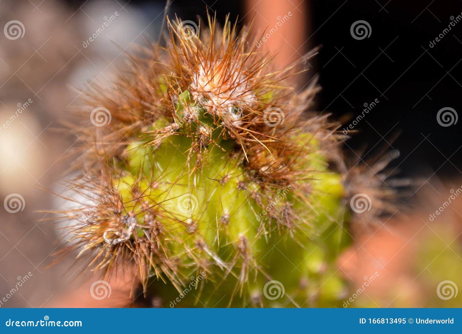Cactus Texture Background stock image. Image of detail - 166813495