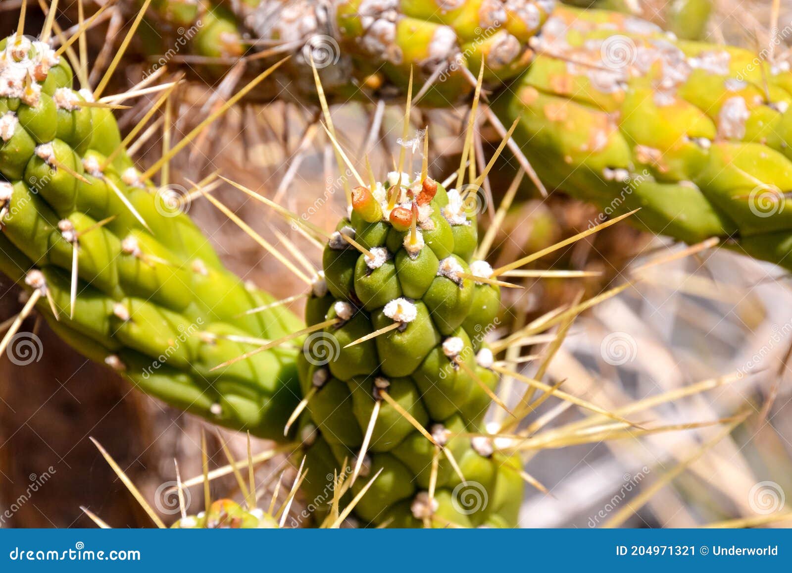 Cactus Texture Background stock image. Image of cacti - 204971321