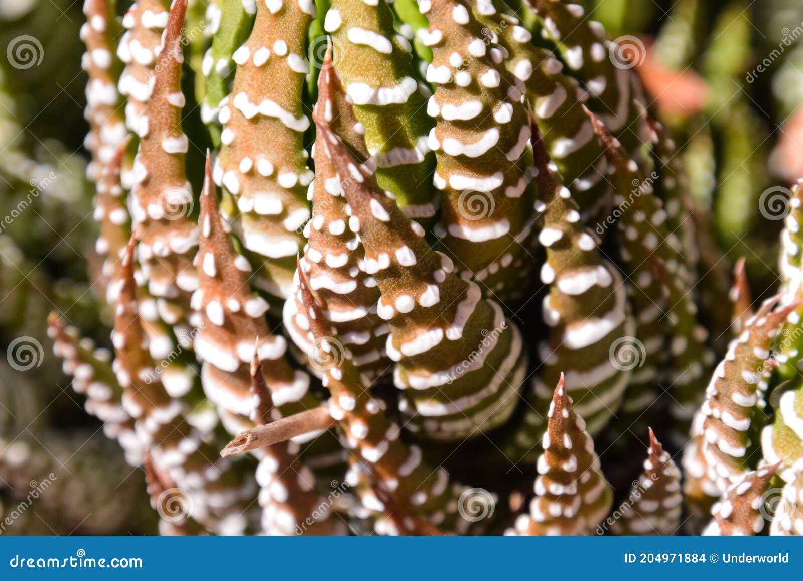 Cactus Texture Background stock photo. Image of botanical - 204971884