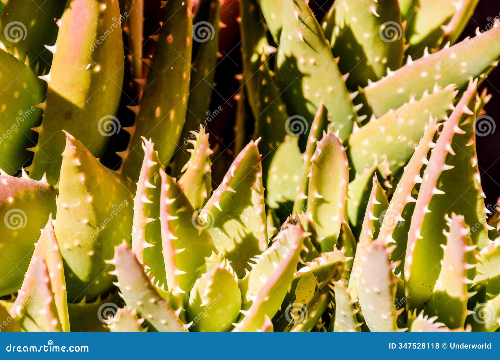 Cactus Texture Background Stock Image | CartoonDealer.com #31242319