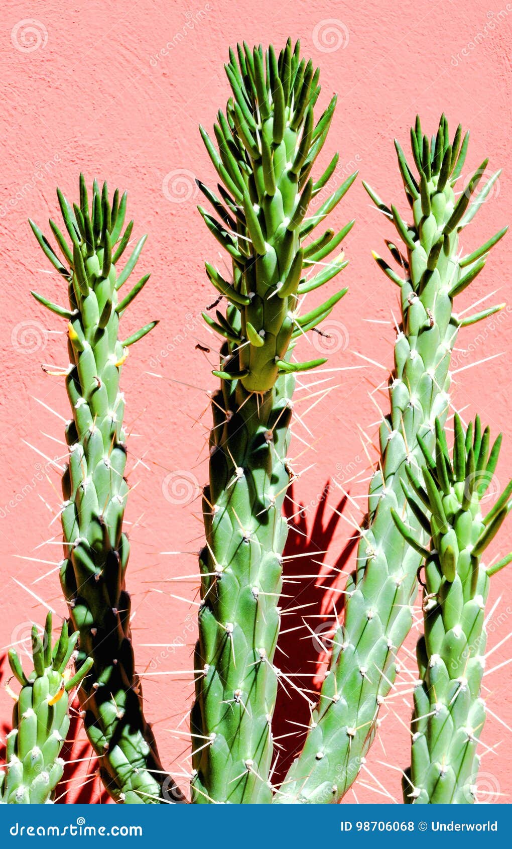 Cactus Texture Background stock photo. Image of nature - 98706068