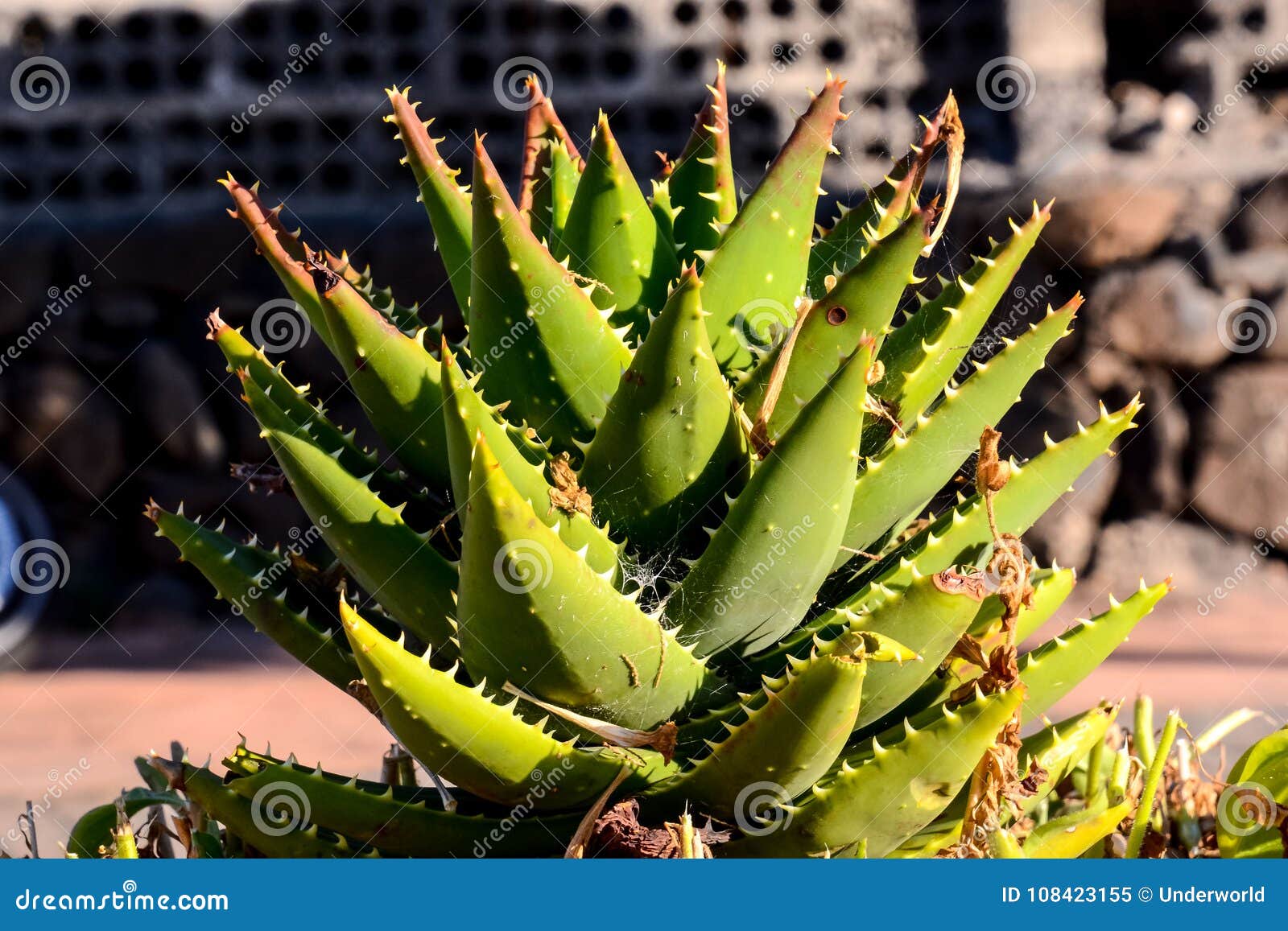 Cactus Texture Background stock image. Image of cactus - 108423155
