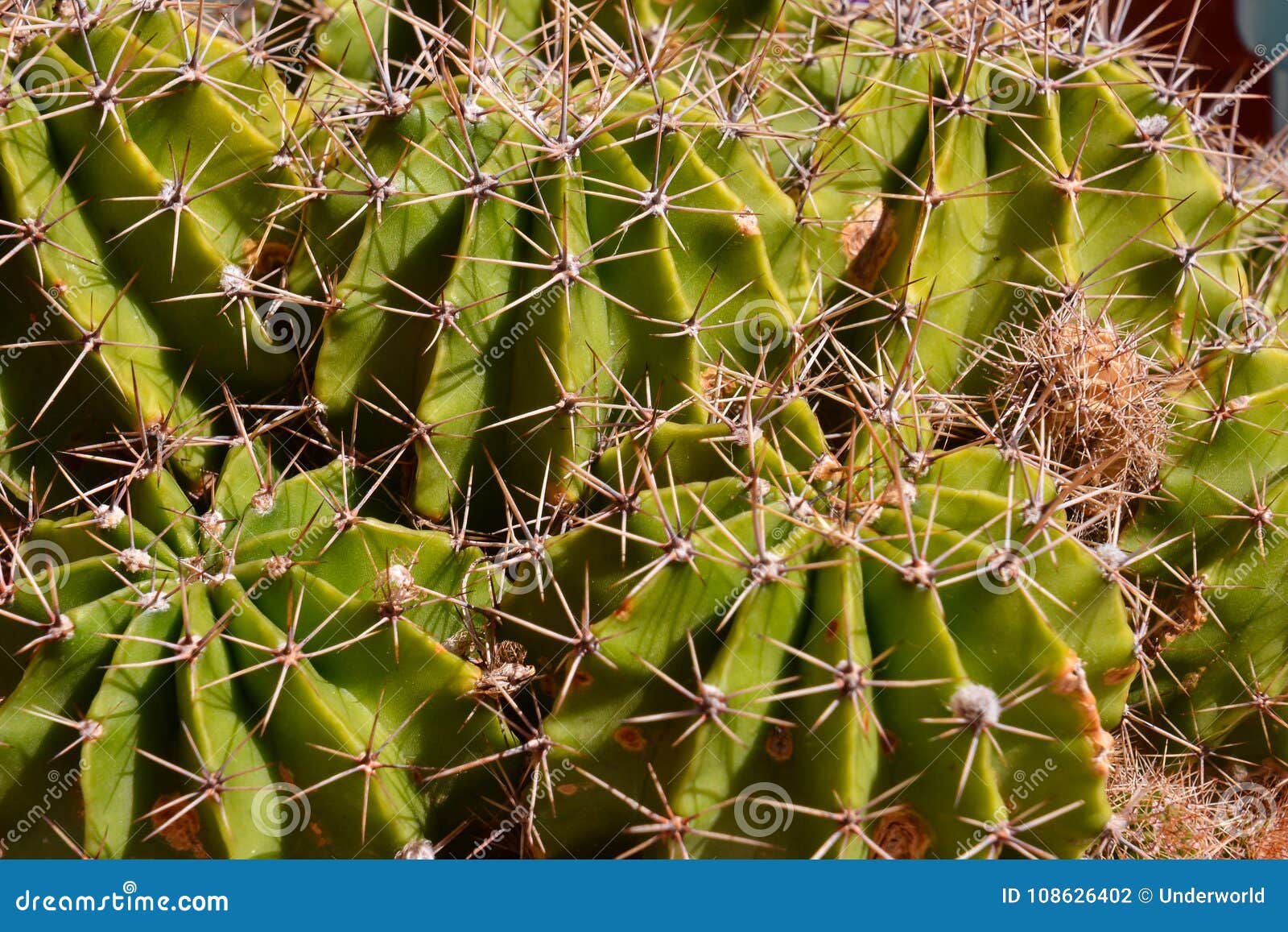 Cactus Texture Background stock photo. Image of botanical - 108626402