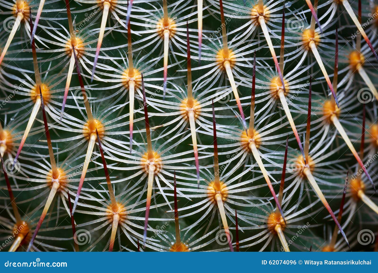Cactus texture background stock photo. Image of colour - 62074096
