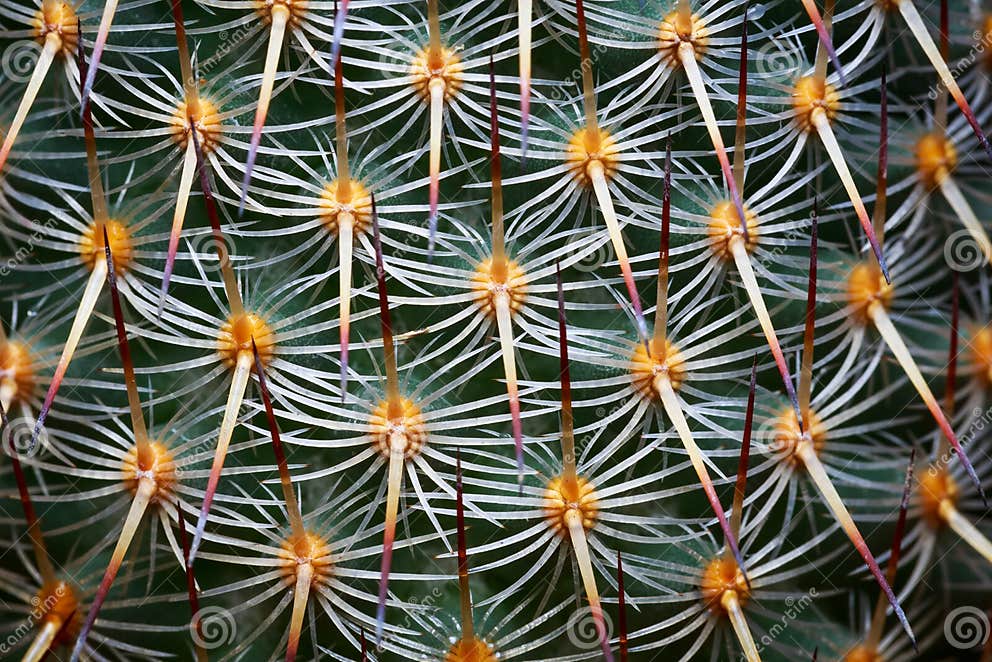 Cactus texture background stock photo. Image of colour - 62074096