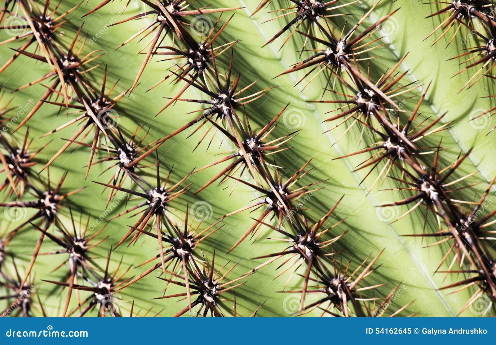 Cactus texture stock image. Image of grass, summer, farm - 54162645