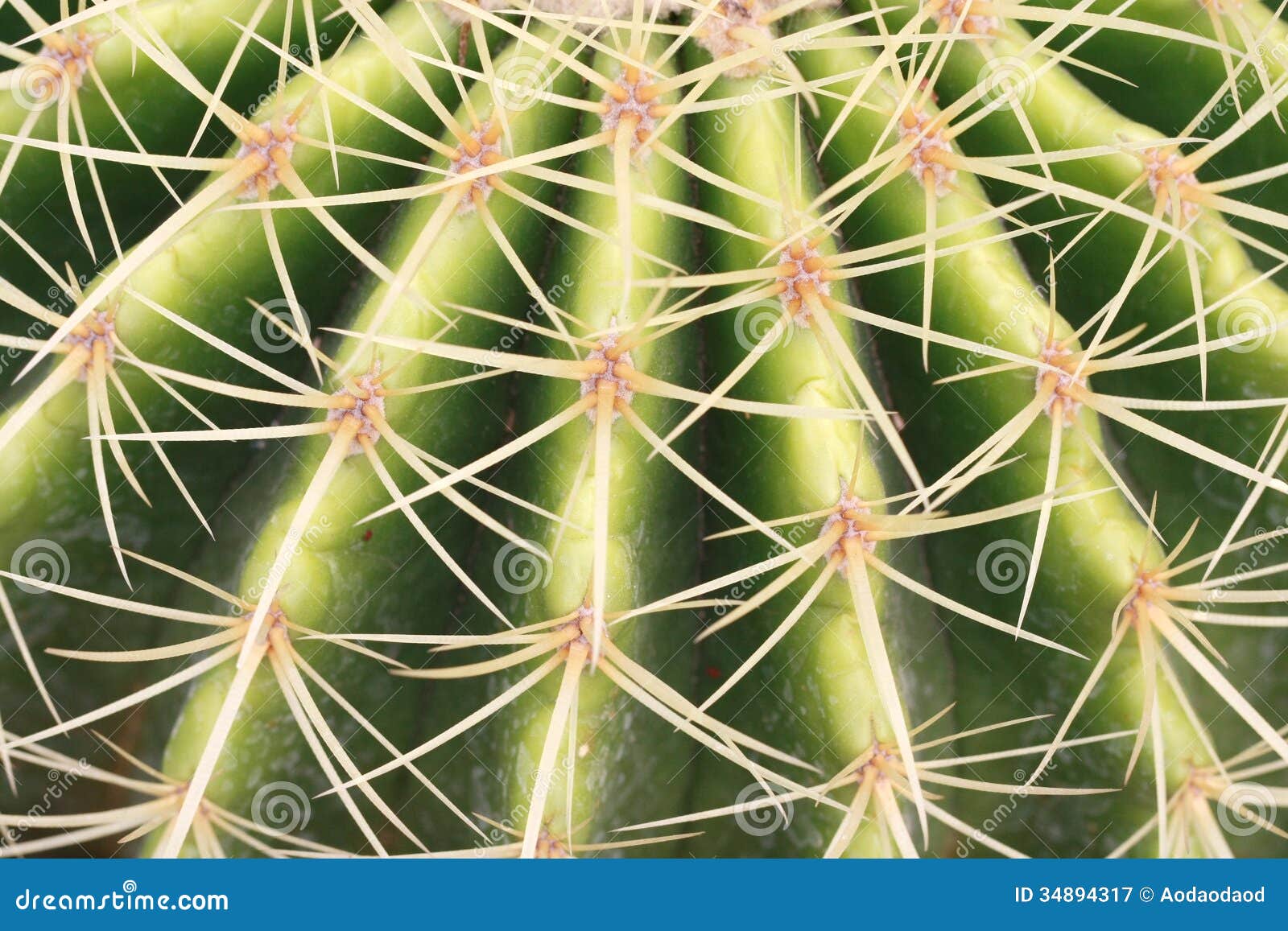 Cactus texture stock image. Image of indoors, green, nature - 34894317