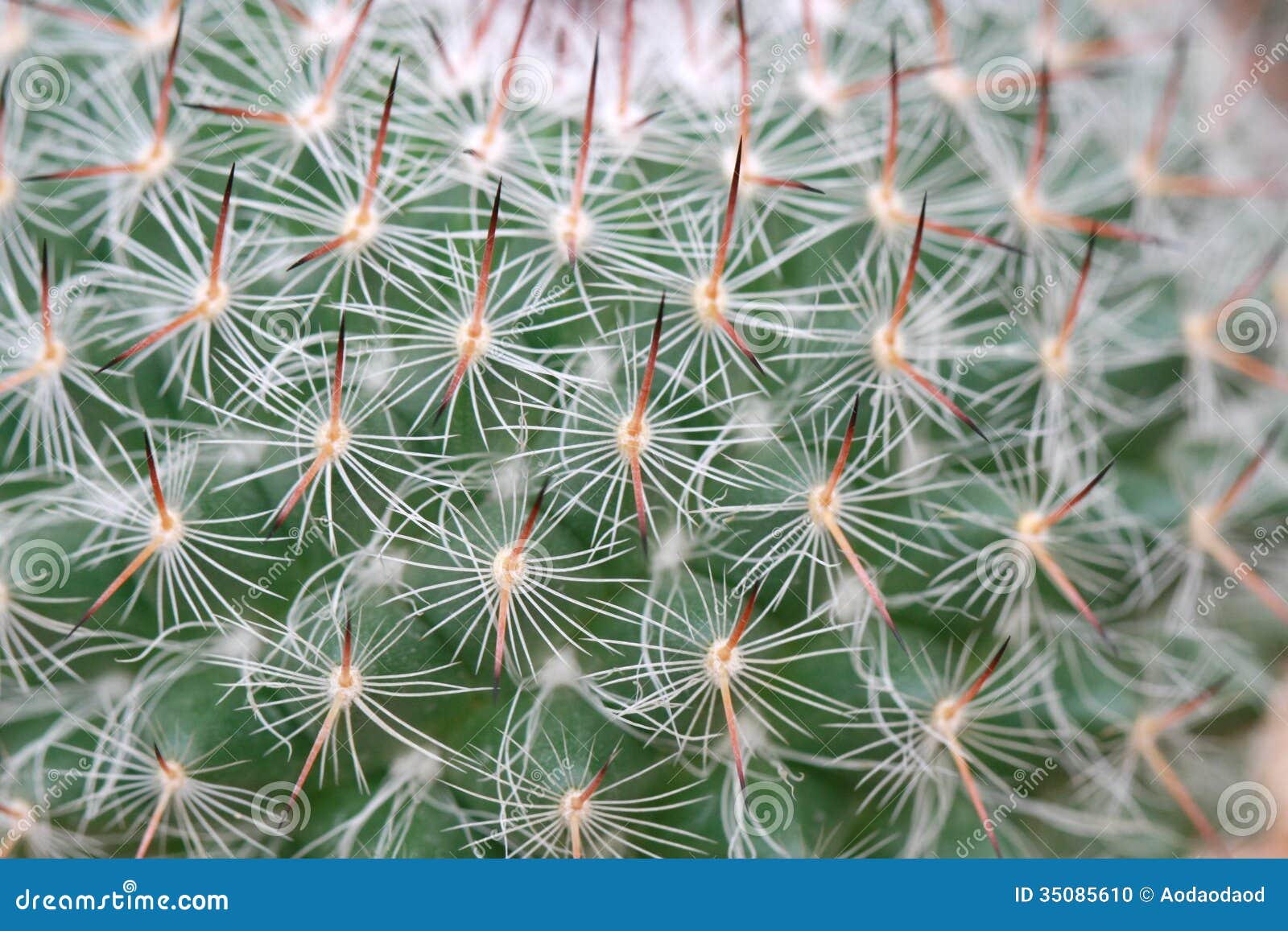 Cactus texture stock photo. Image of china, focus, cutout - 35085610