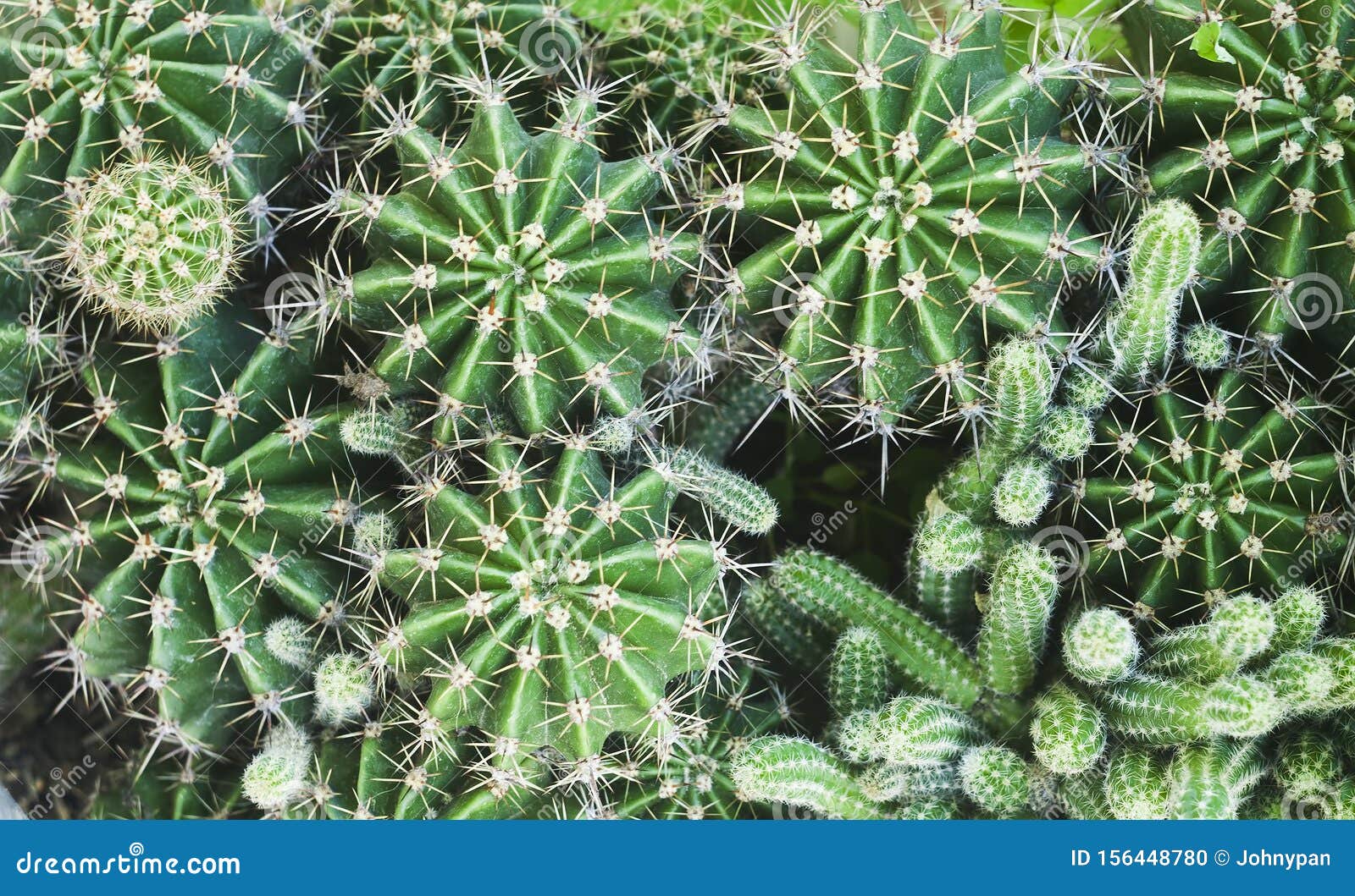Cactus Texture, Green Plant Stock Photo - Image of houseplant, grow ...