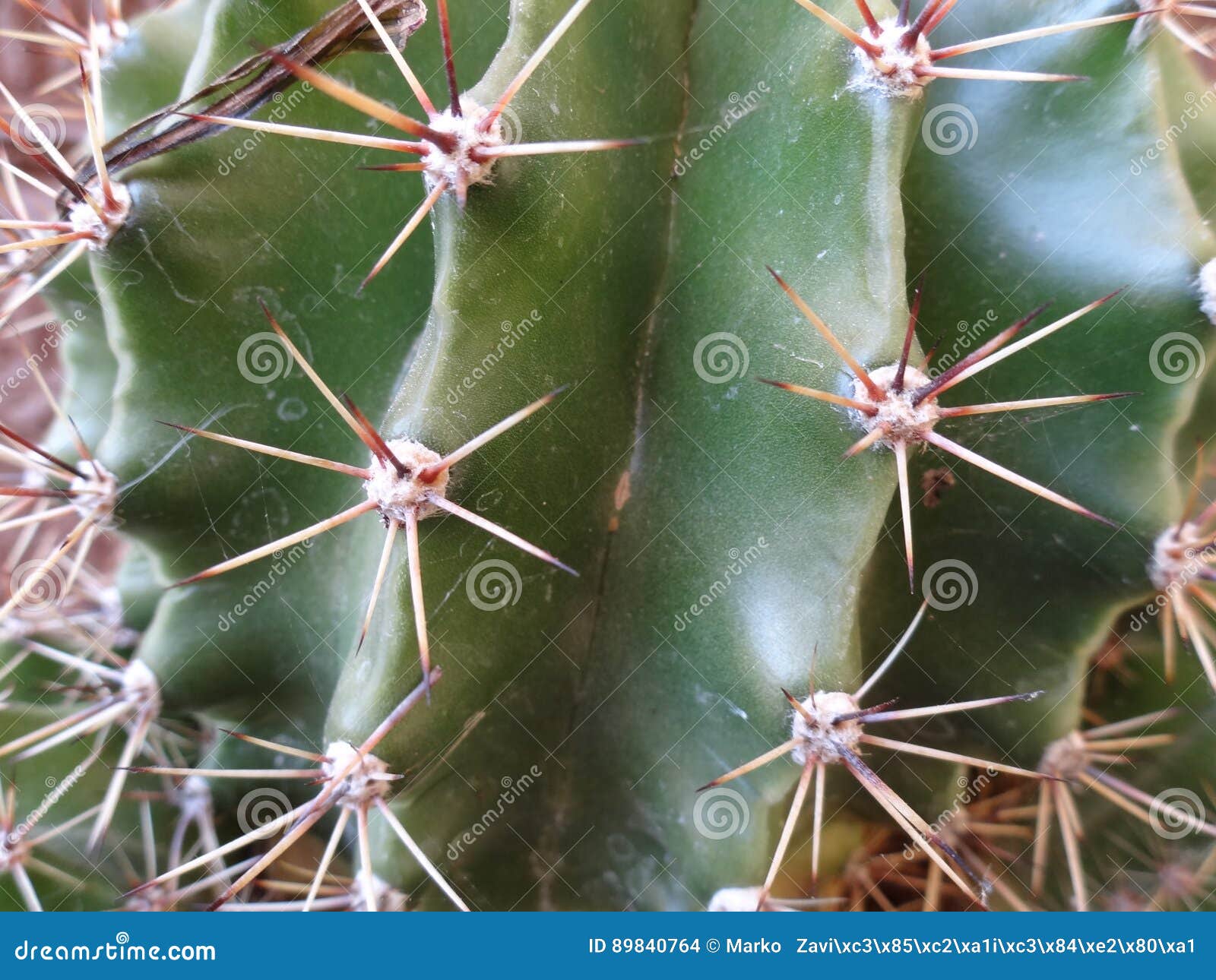 Cactus texture stock photo. Image of israel, texture - 89840764