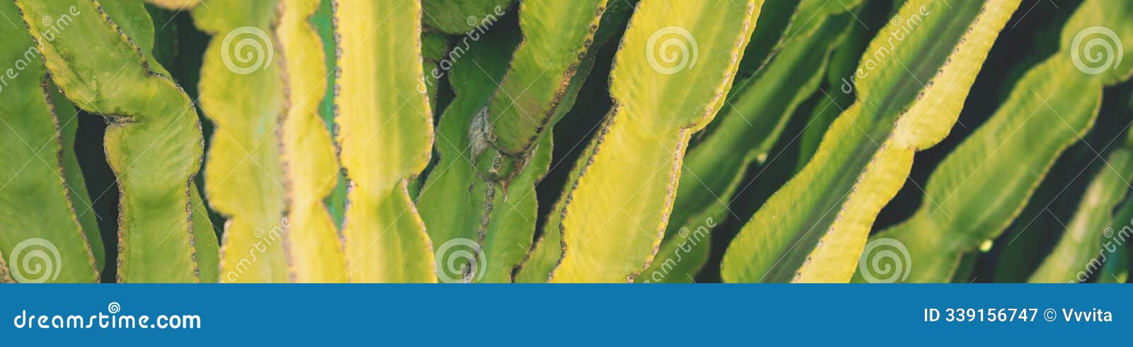 Cactus Texture Background Royalty-Free Stock Image | CartoonDealer.com ...