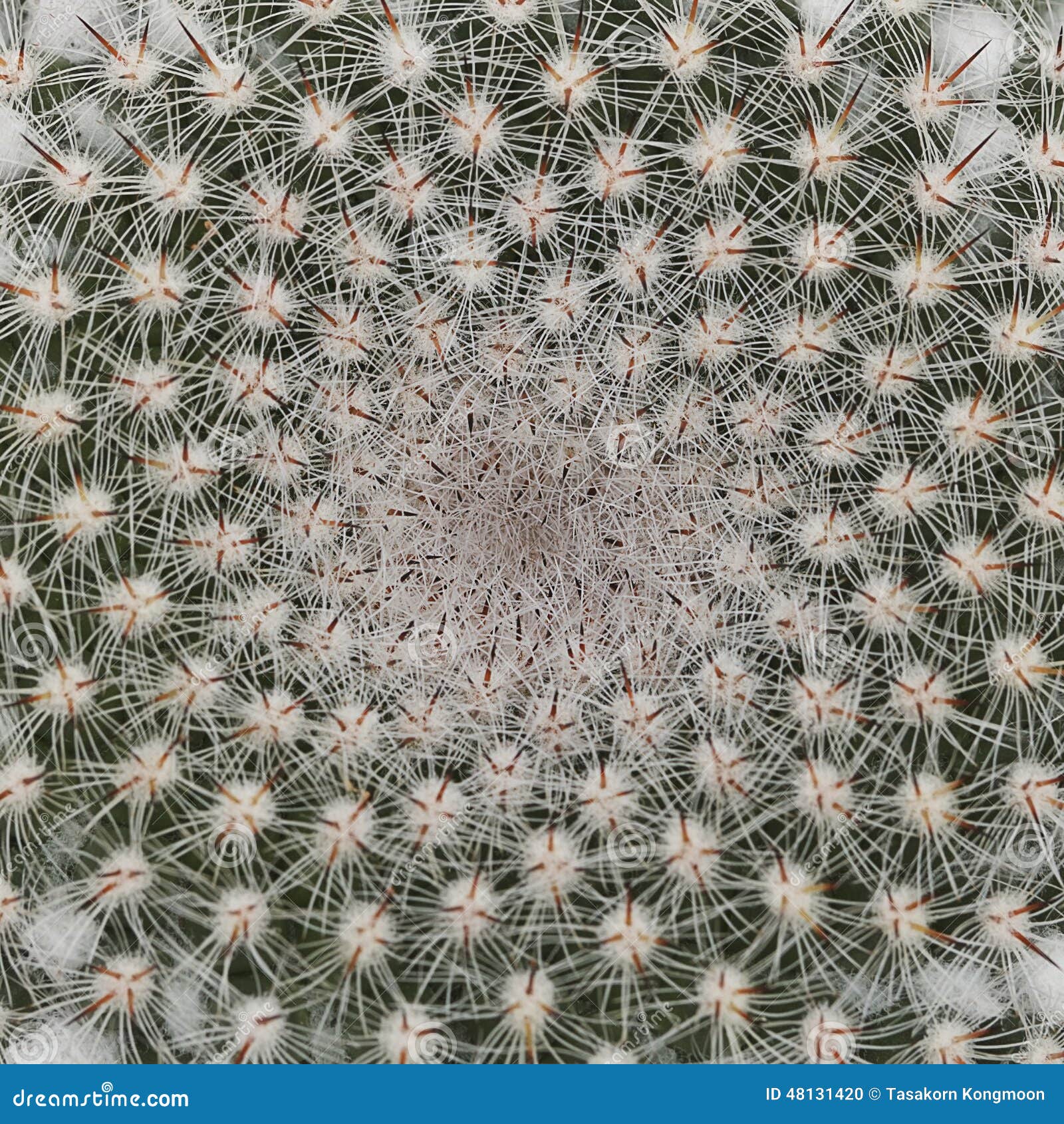 Cactus Texture for Pattern and Background Stock Photo - Image of ...