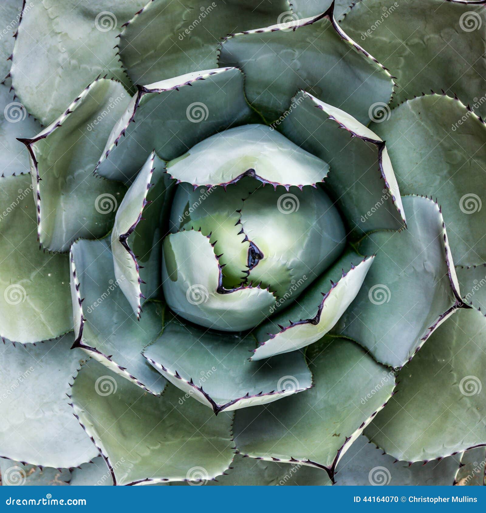 Cactus Texture stock photo. Image of spiney, cactus, sharp - 44164070