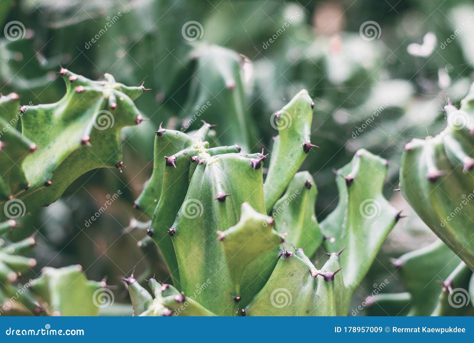 Cactus with texture stock image. Image of cacti, greenery - 178957009