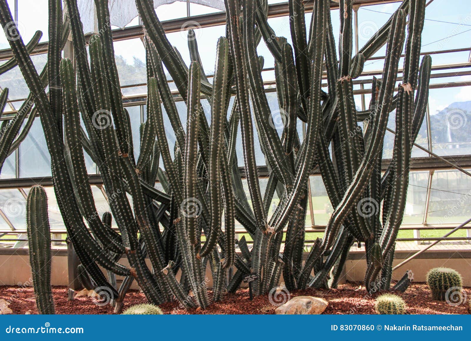 Cactus in Thai Tropical Garden Stock Photo - Image of creosote, cactus ...