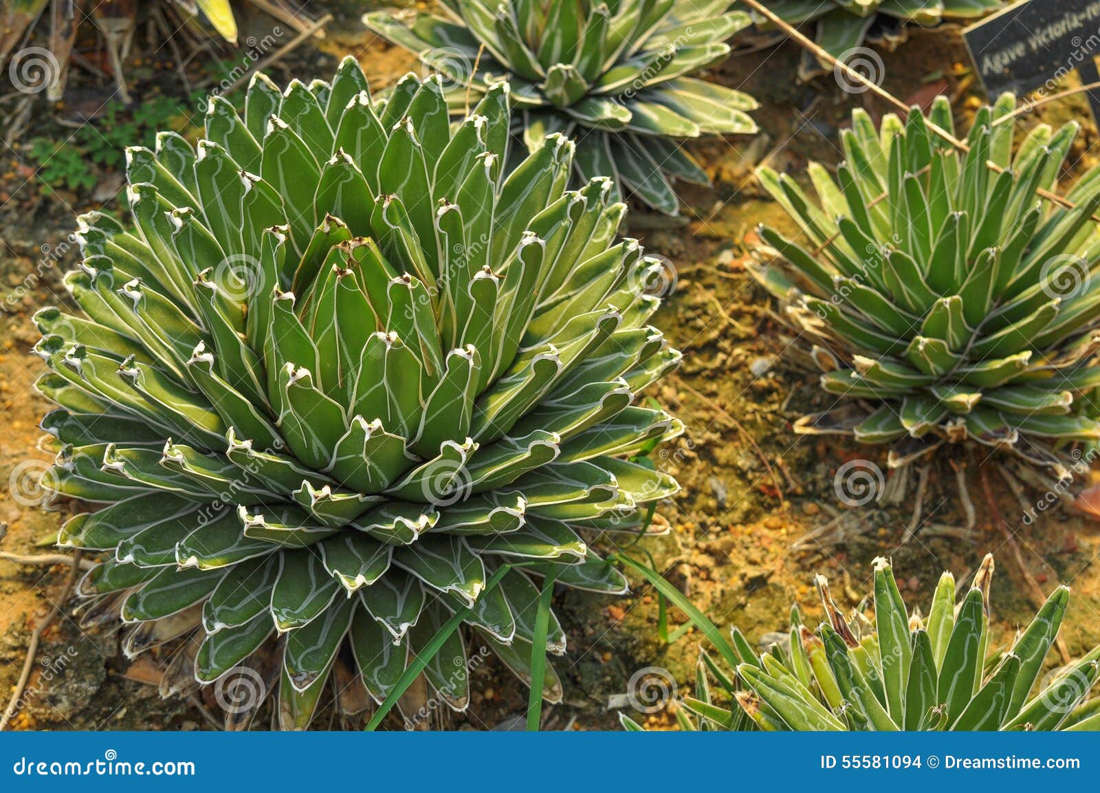 Cactus in thailand stock photo. Image of green, sand - 55581094