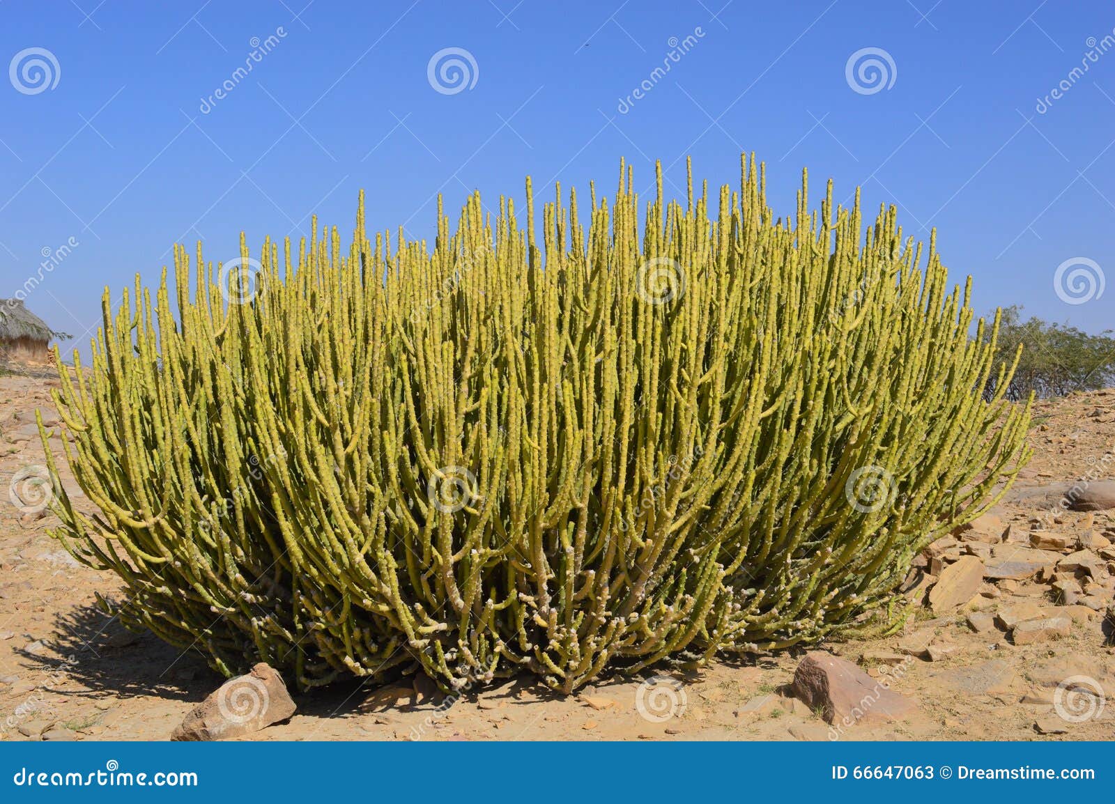 Cactus at Thar desert stock image. Image of historical - 66647063