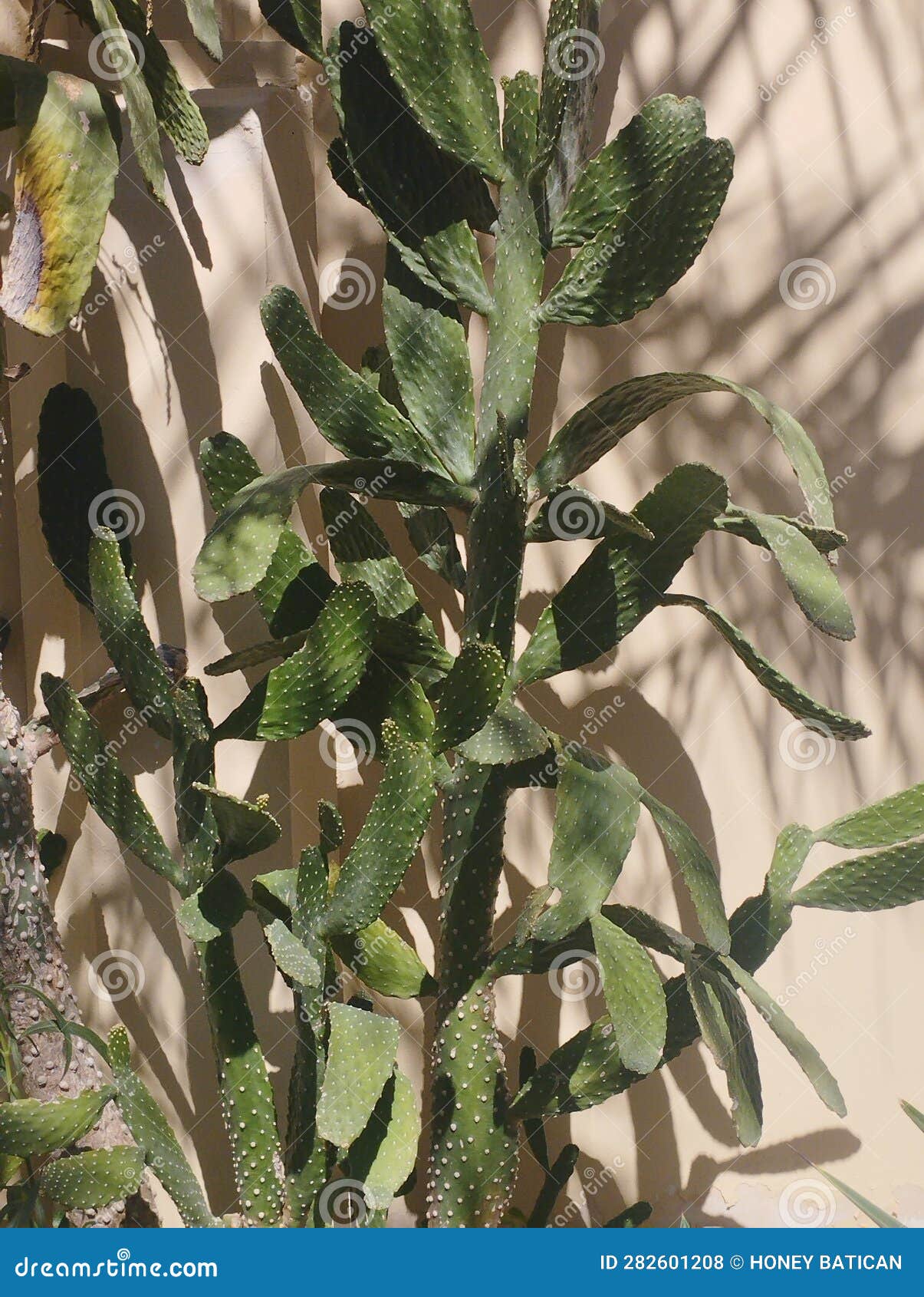 CACTUS ???? stock photo. Image of succulent, thickfleshy - 282601208