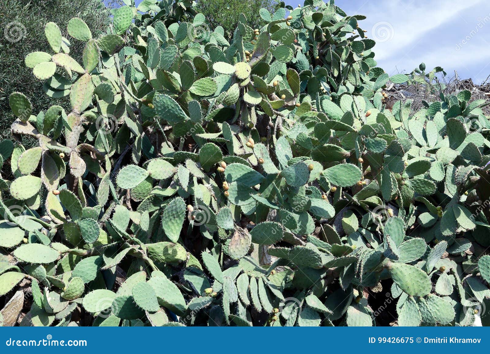 Thicket Of Cactus Tzabar Opuntia Ficus-indica In Negev Desert. Royalty ...