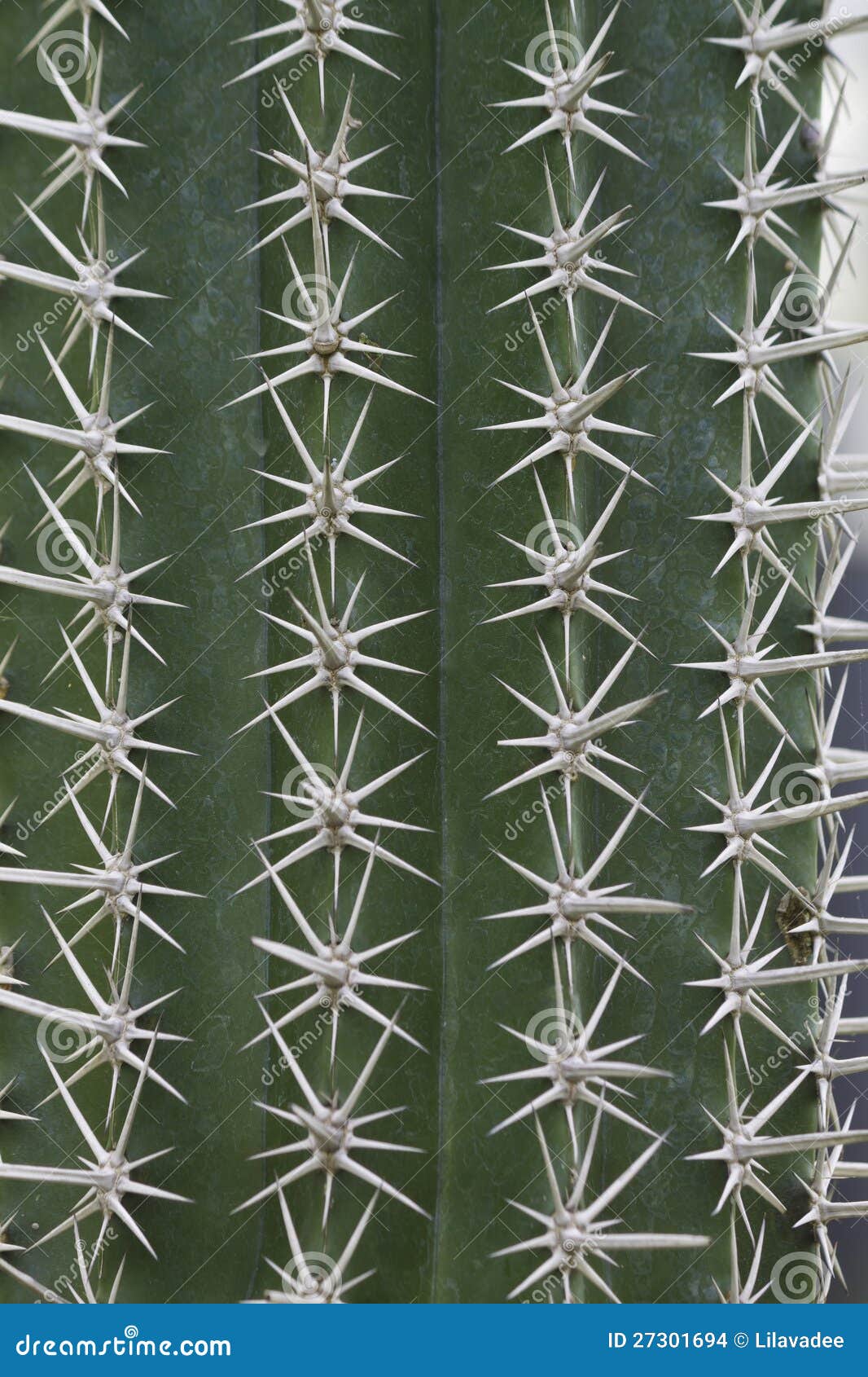 Cactus thorn stock photo. Image of background, succulent - 27301694