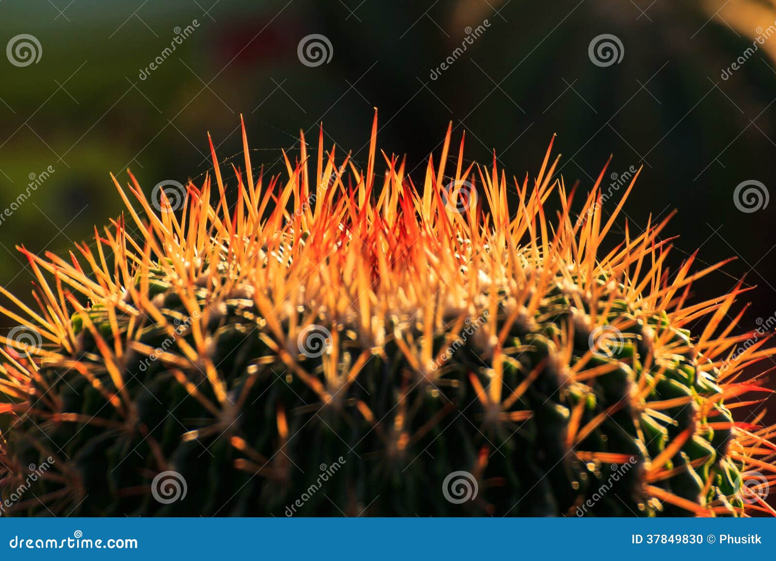 Cactus thorn stock photo. Image of food, agriculture - 37849830