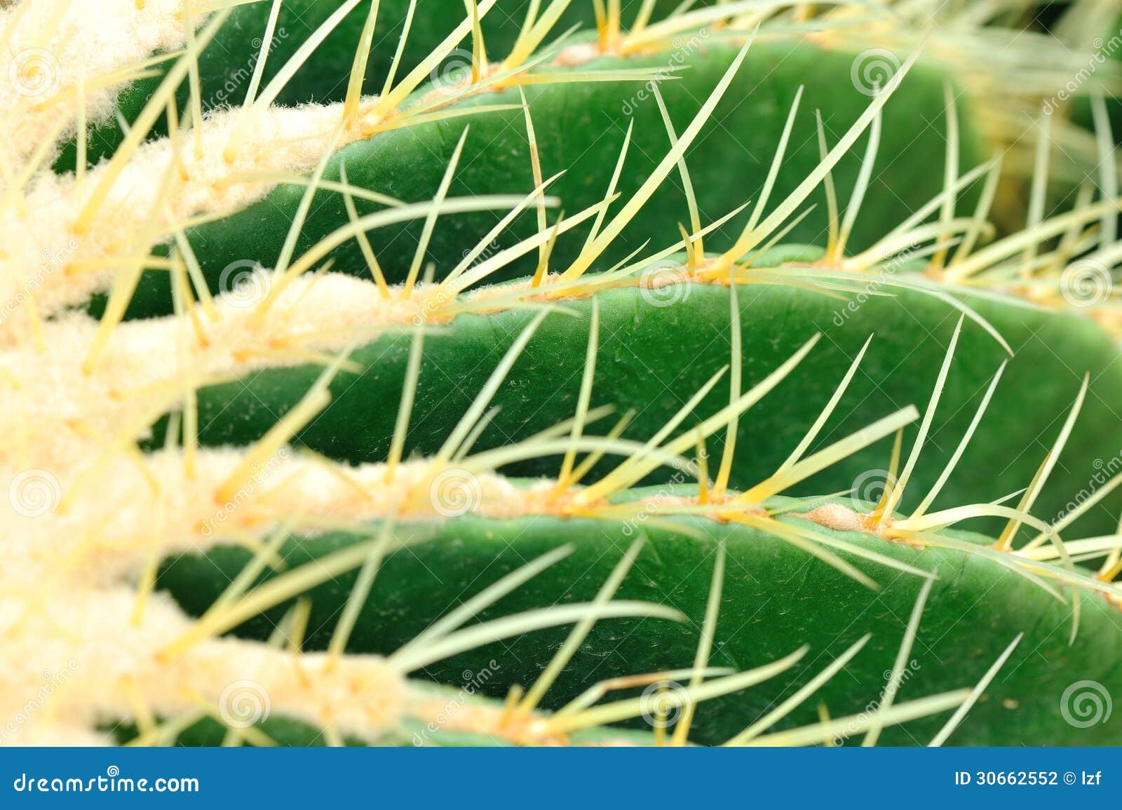 Cactus thorn stock photo. Image of green, desert, flower - 30662552
