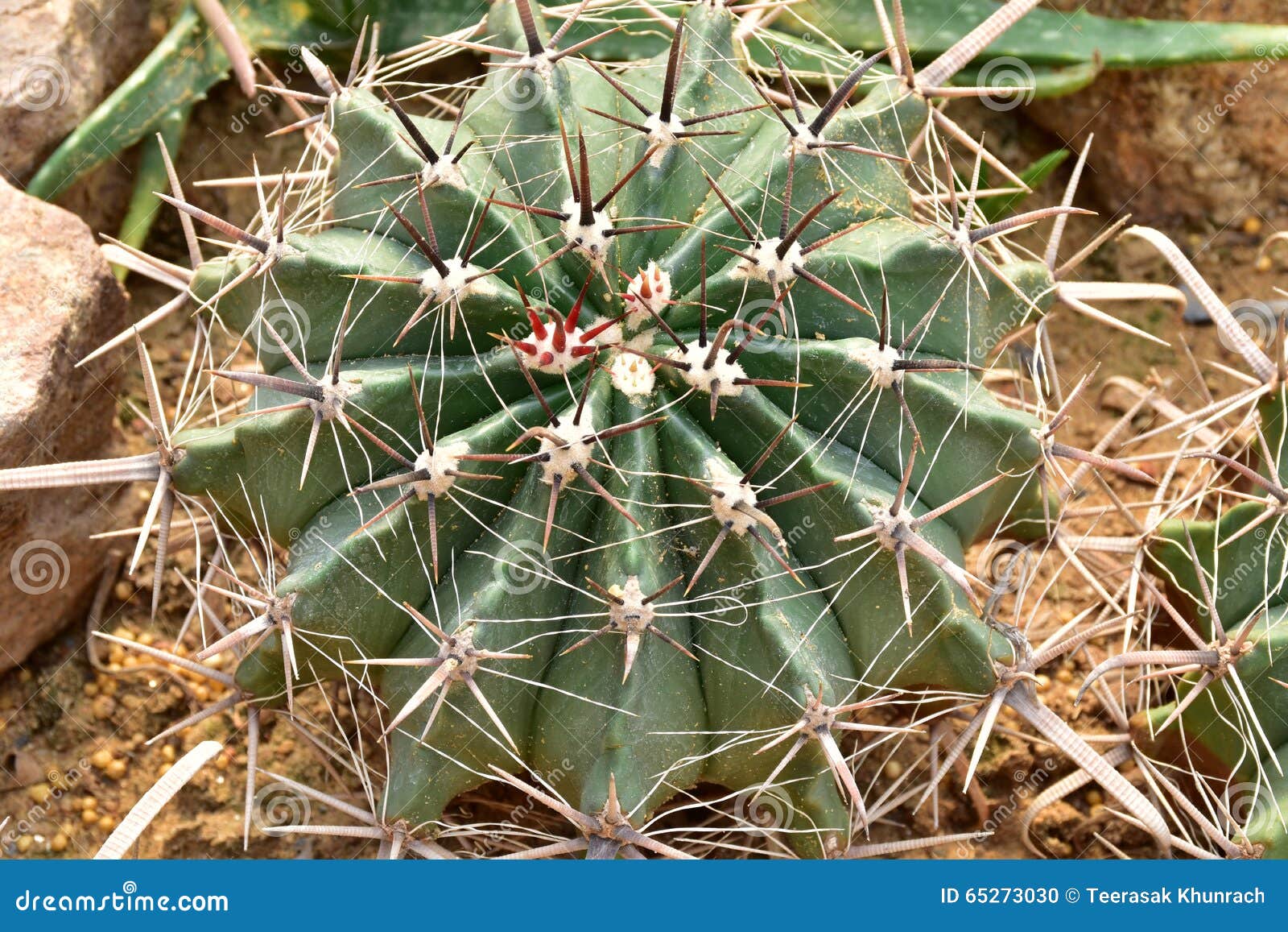 Cactus with thorn stock photo. Image of pattern, natural - 65273030