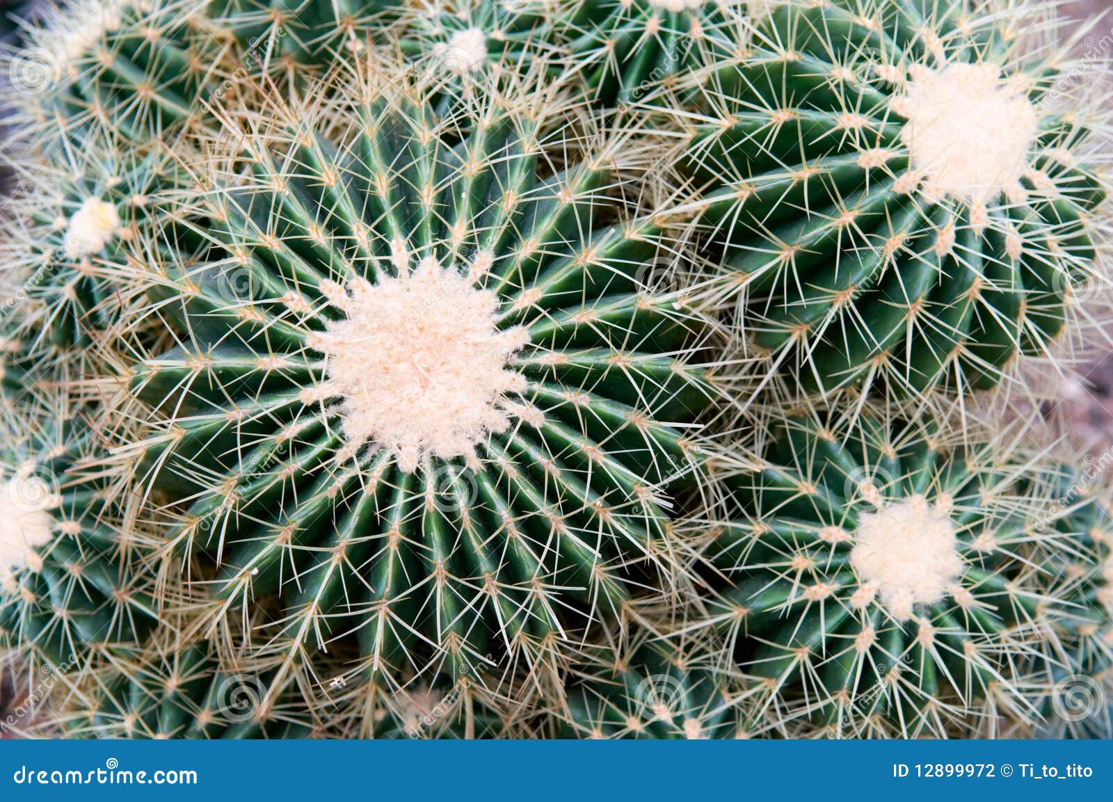 Cactus Thorns stock photo. Image of houseplant, aloe - 12899972
