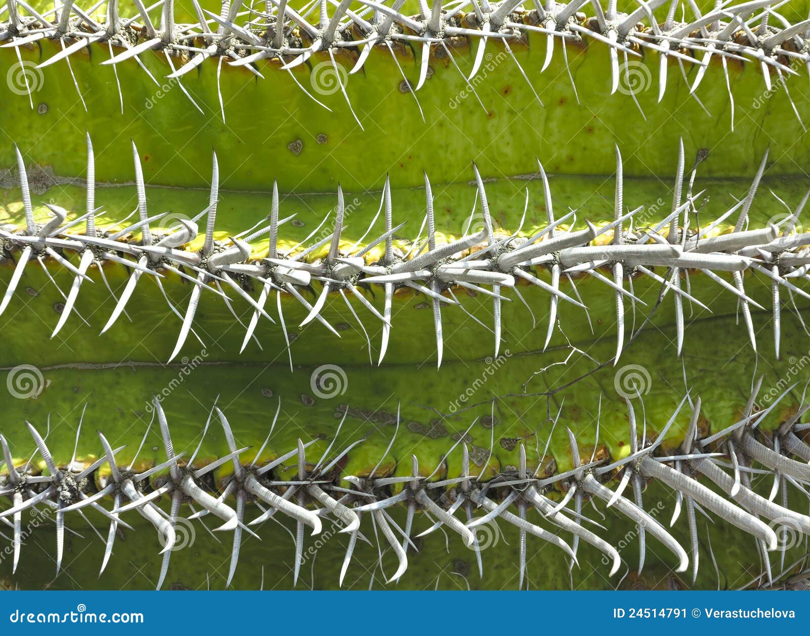 Cactus thorns stock image. Image of close, nature, home - 24514791