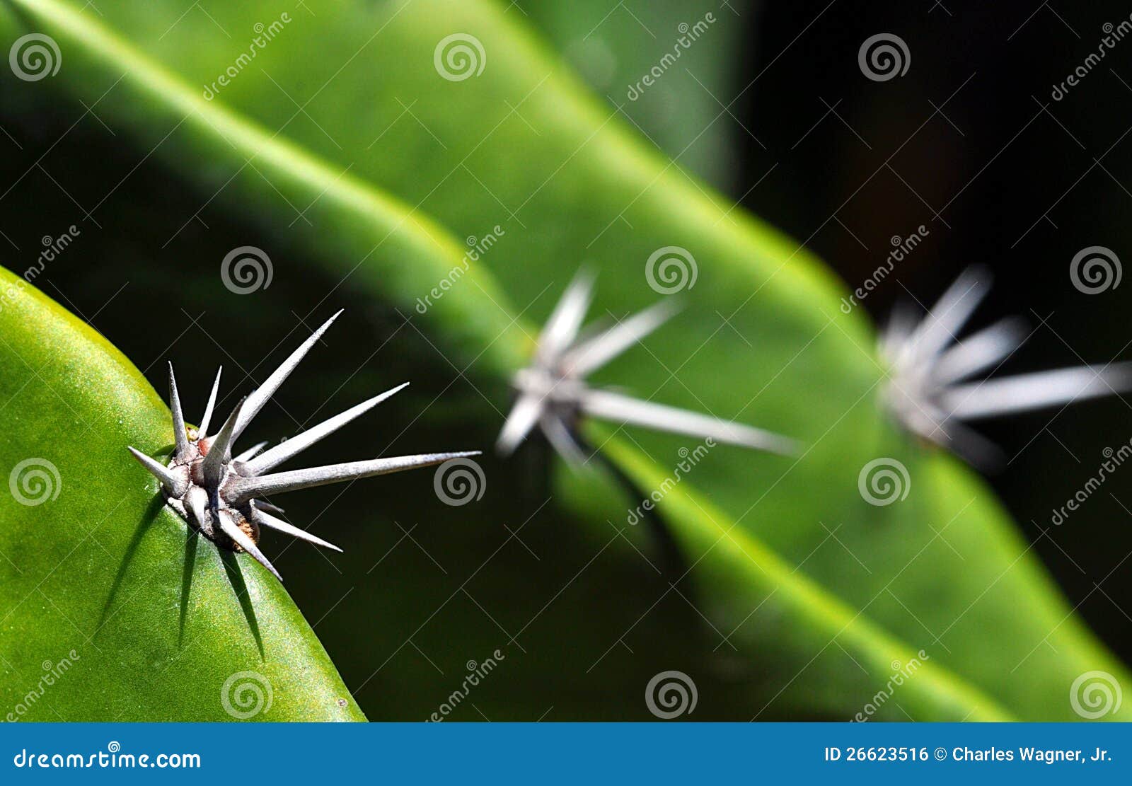 Cactus Thorns stock photo. Image of depth, nature, abstract - 26623516