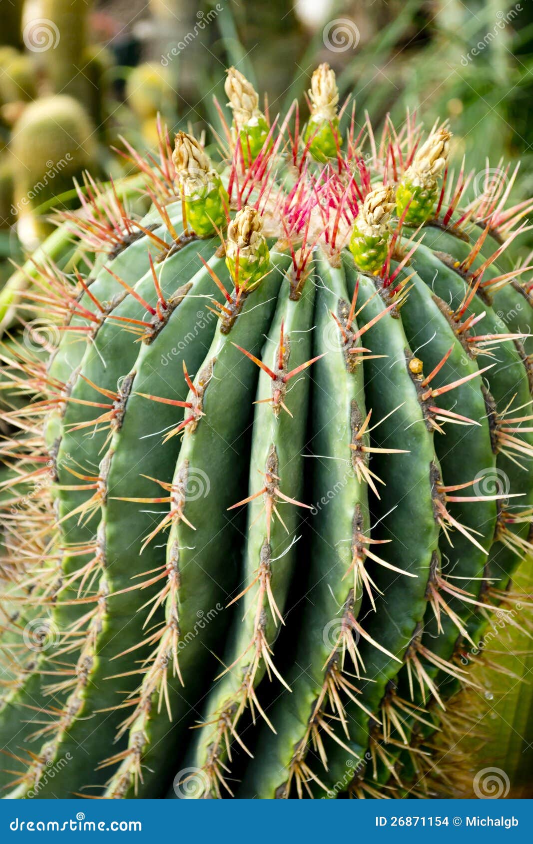 Cactus thorns stock photo. Image of macro, nature, needle - 26871154