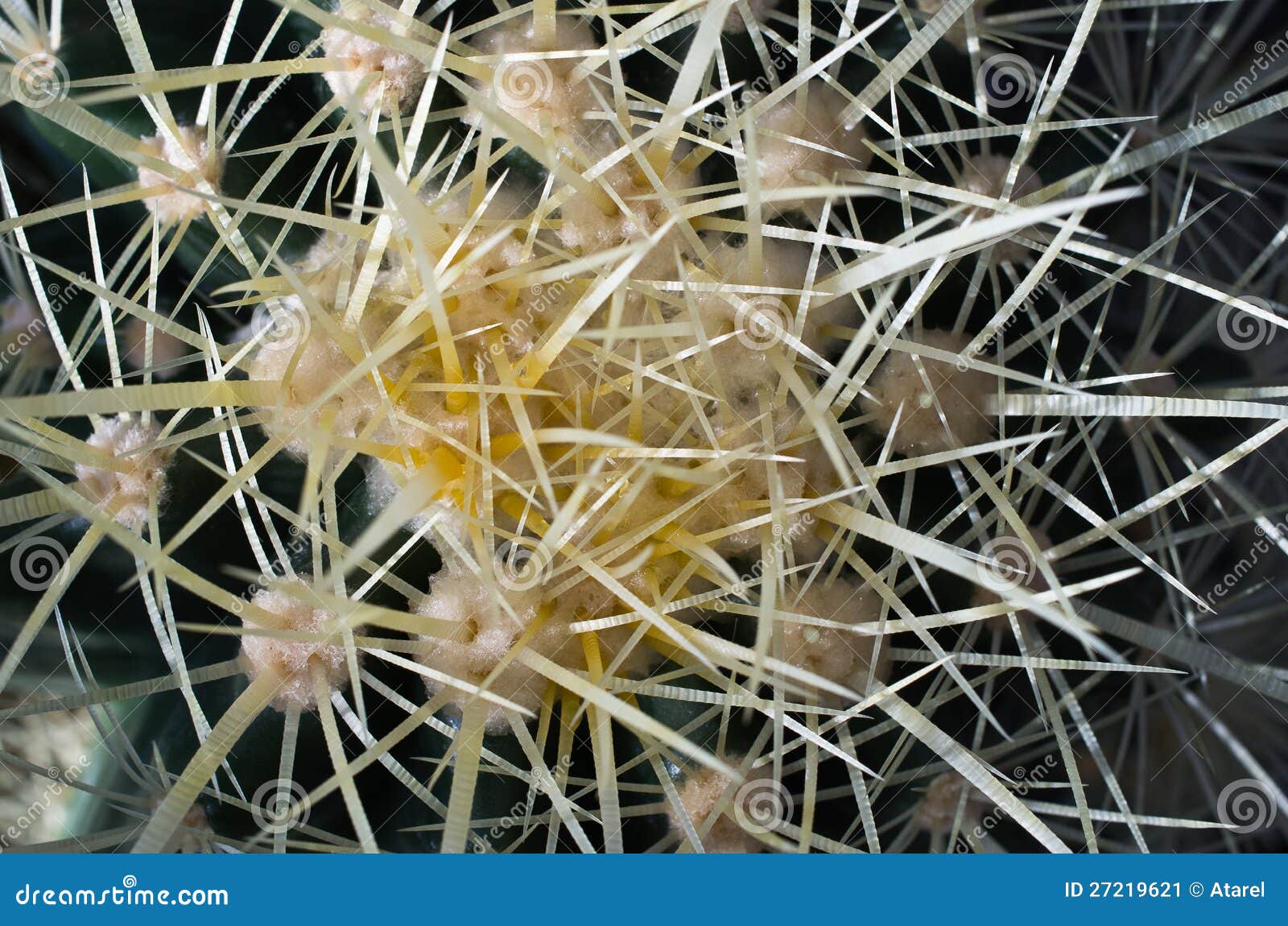 Cactus thorns stock image. Image of plant, spine, cactus - 27219621
