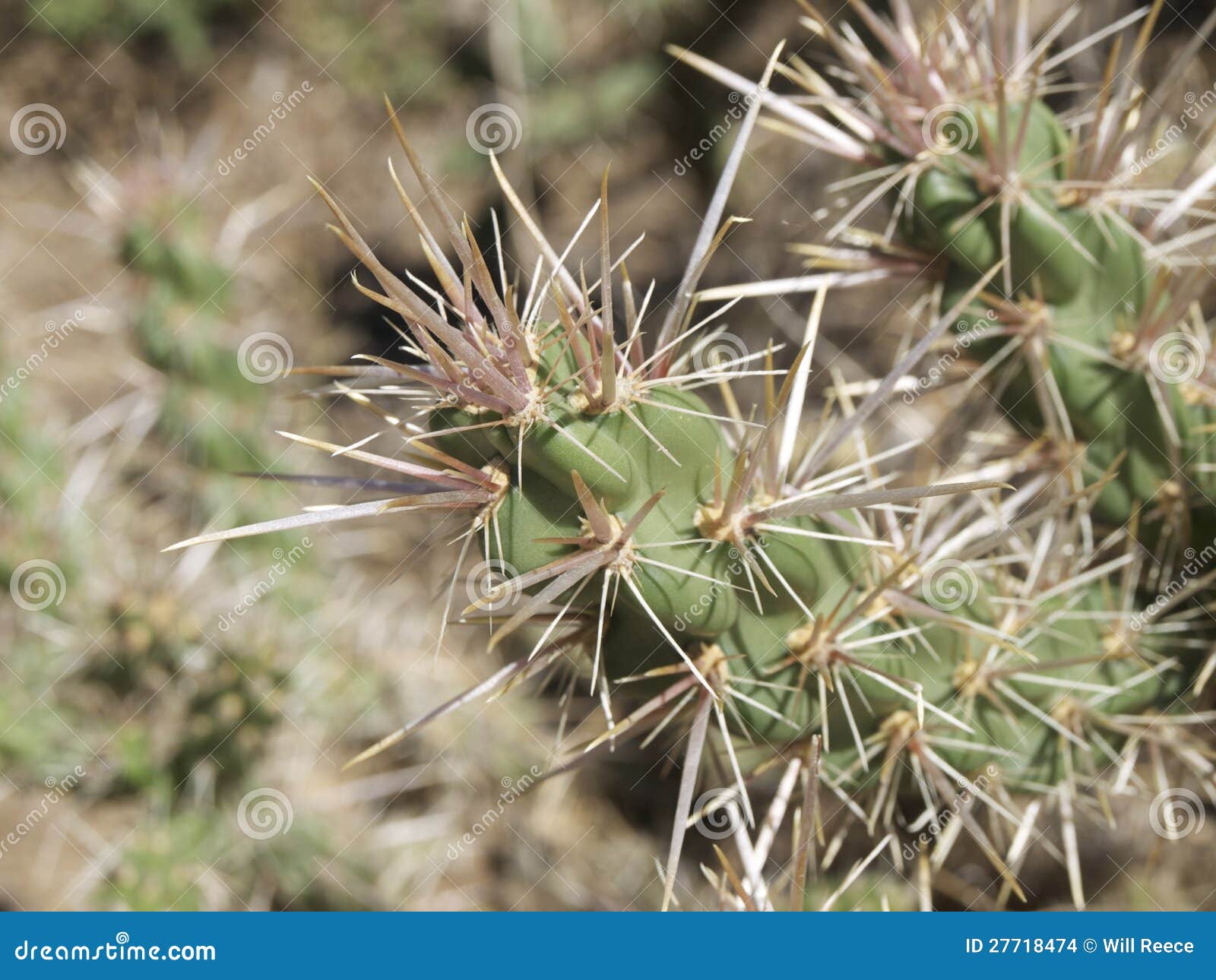 Cactus thorns stock photo. Image of green, desert, thorn - 27718474