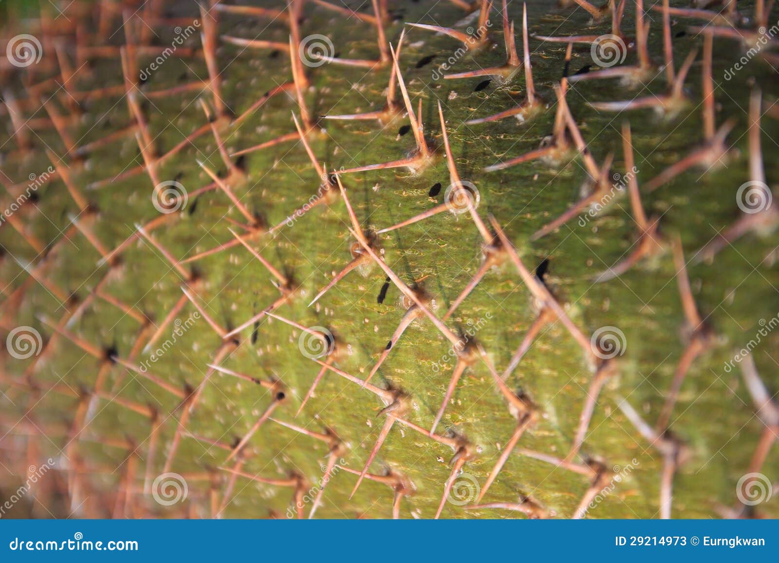 Cactus thorns stock image. Image of america, peaceful - 29214973