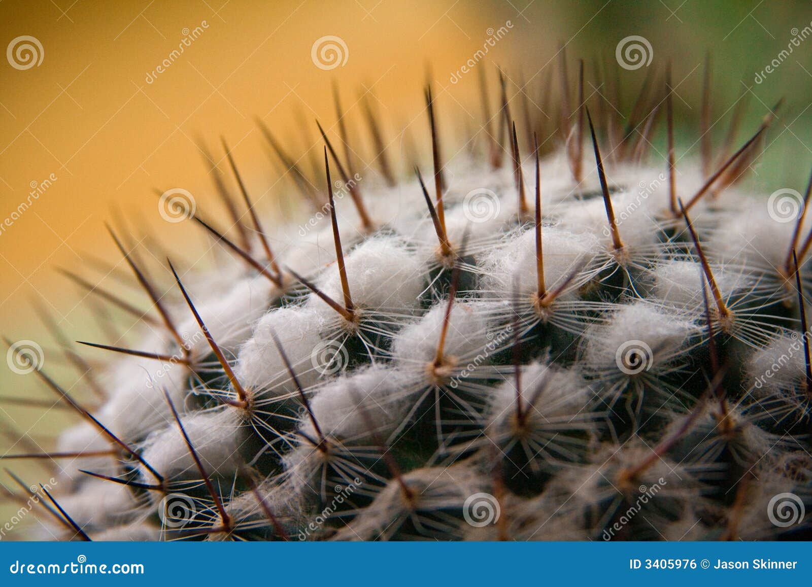 Cactus Thorns Picture. Image: 3405976
