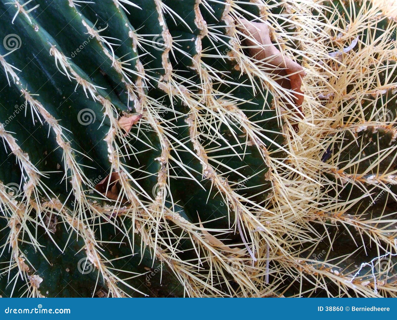 Cactus thorns stock photo. Image of arid, details, needle - 38860