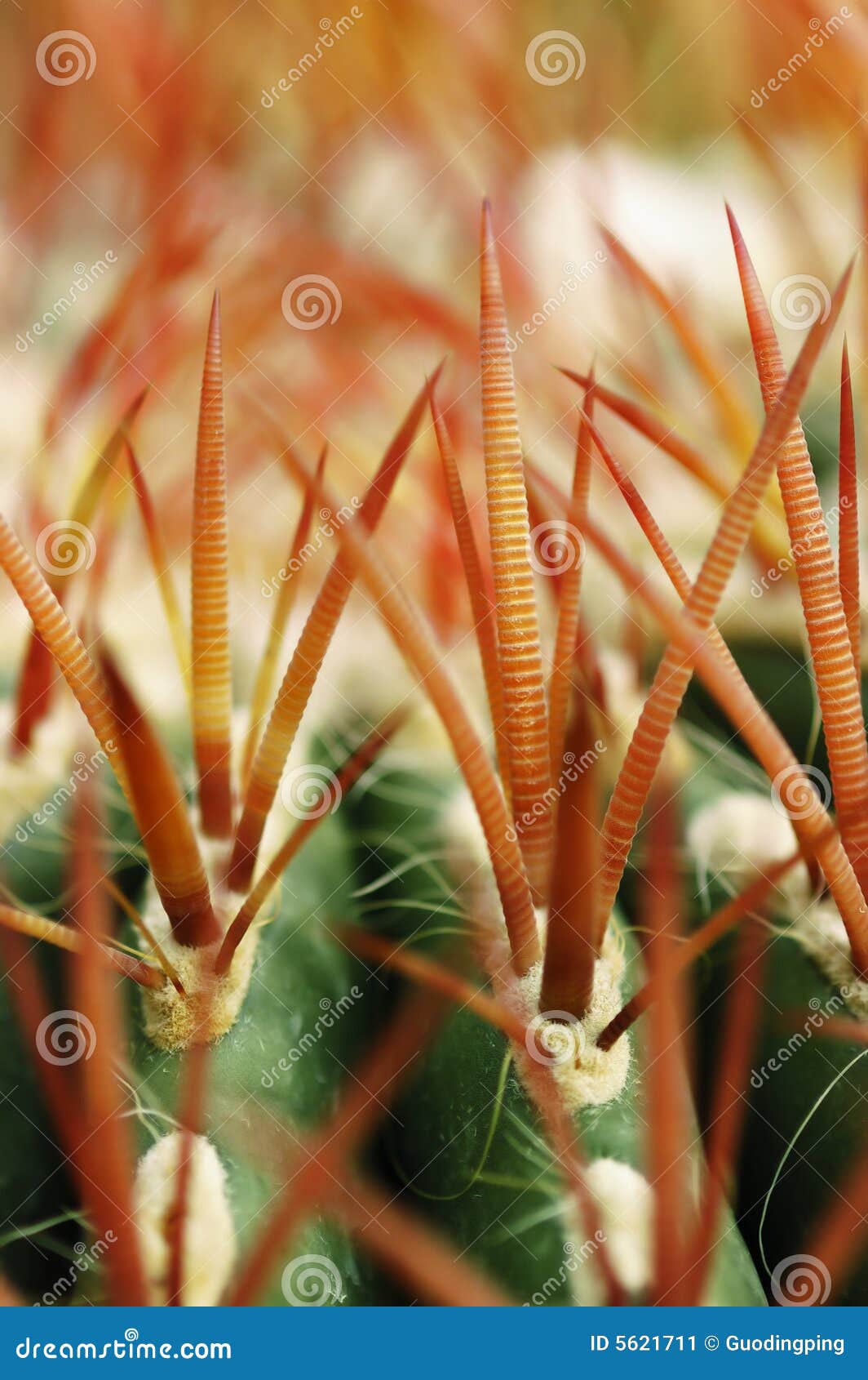 Cactus thorns stock image. Image of hurt, plant, colorful - 5621711