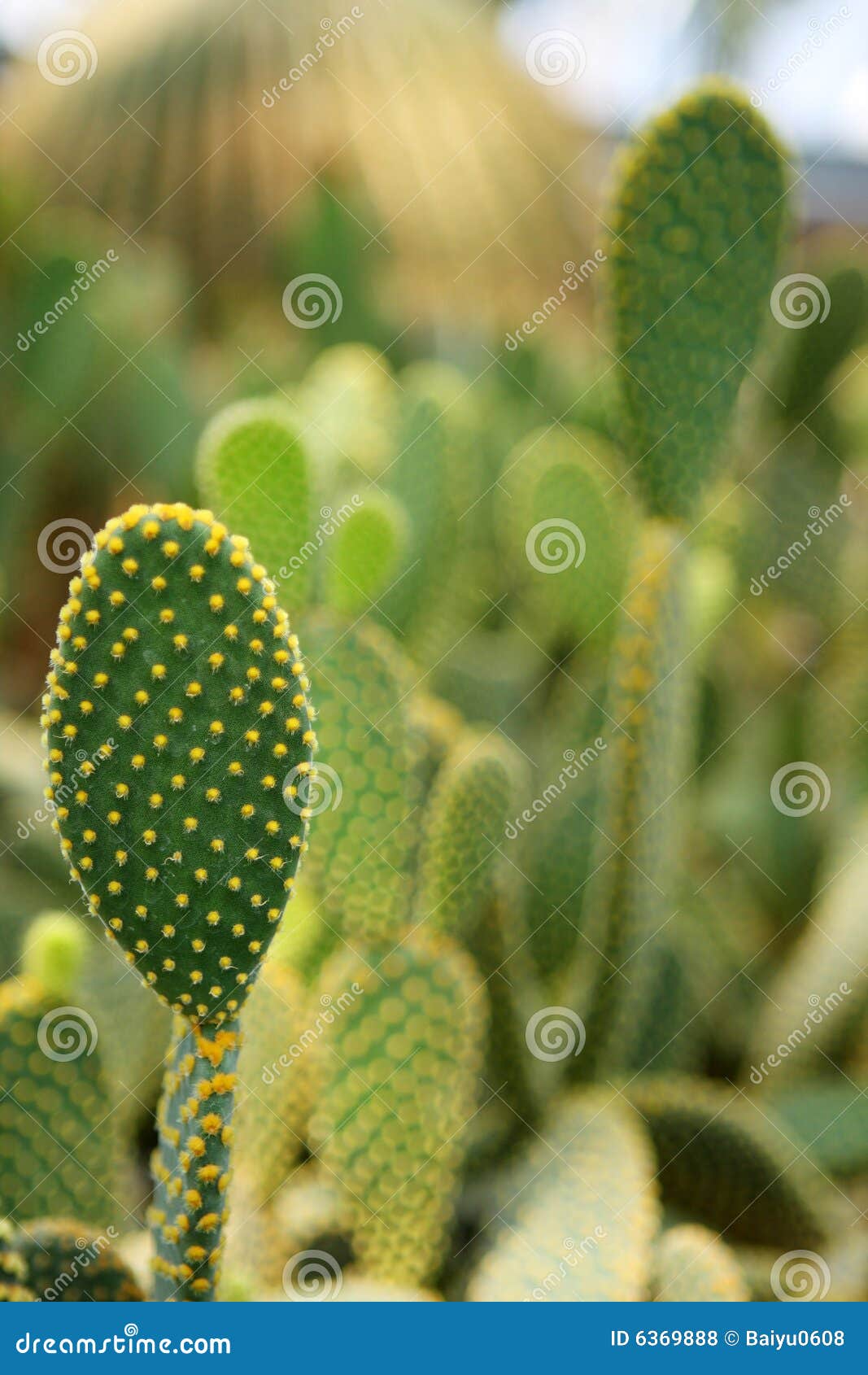 Cactus thorns stock photo. Image of growth, detail, botanical - 6369888