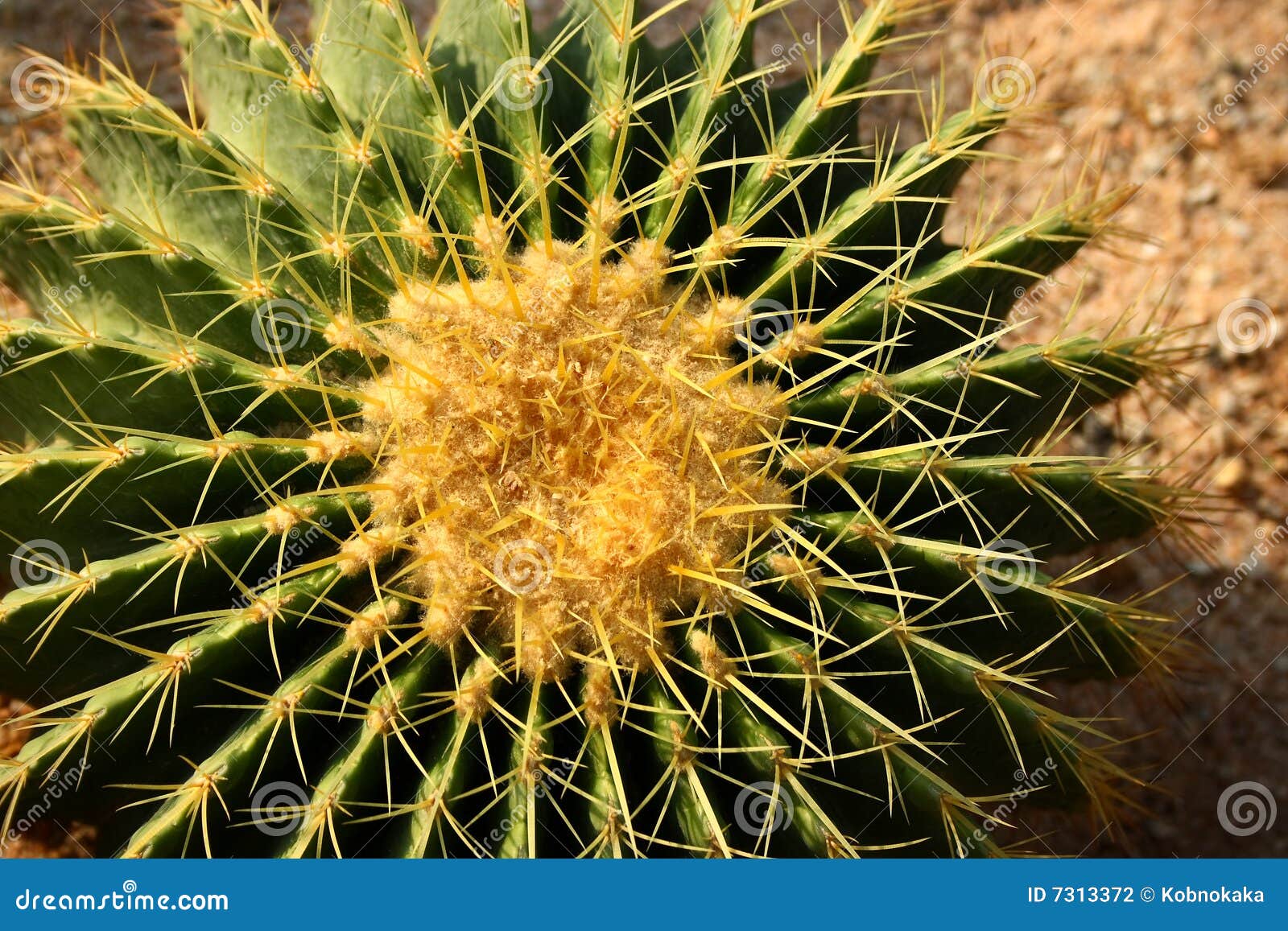 CACTUS, THORNS stock photo. Image of desert, orange, cacti - 7313372