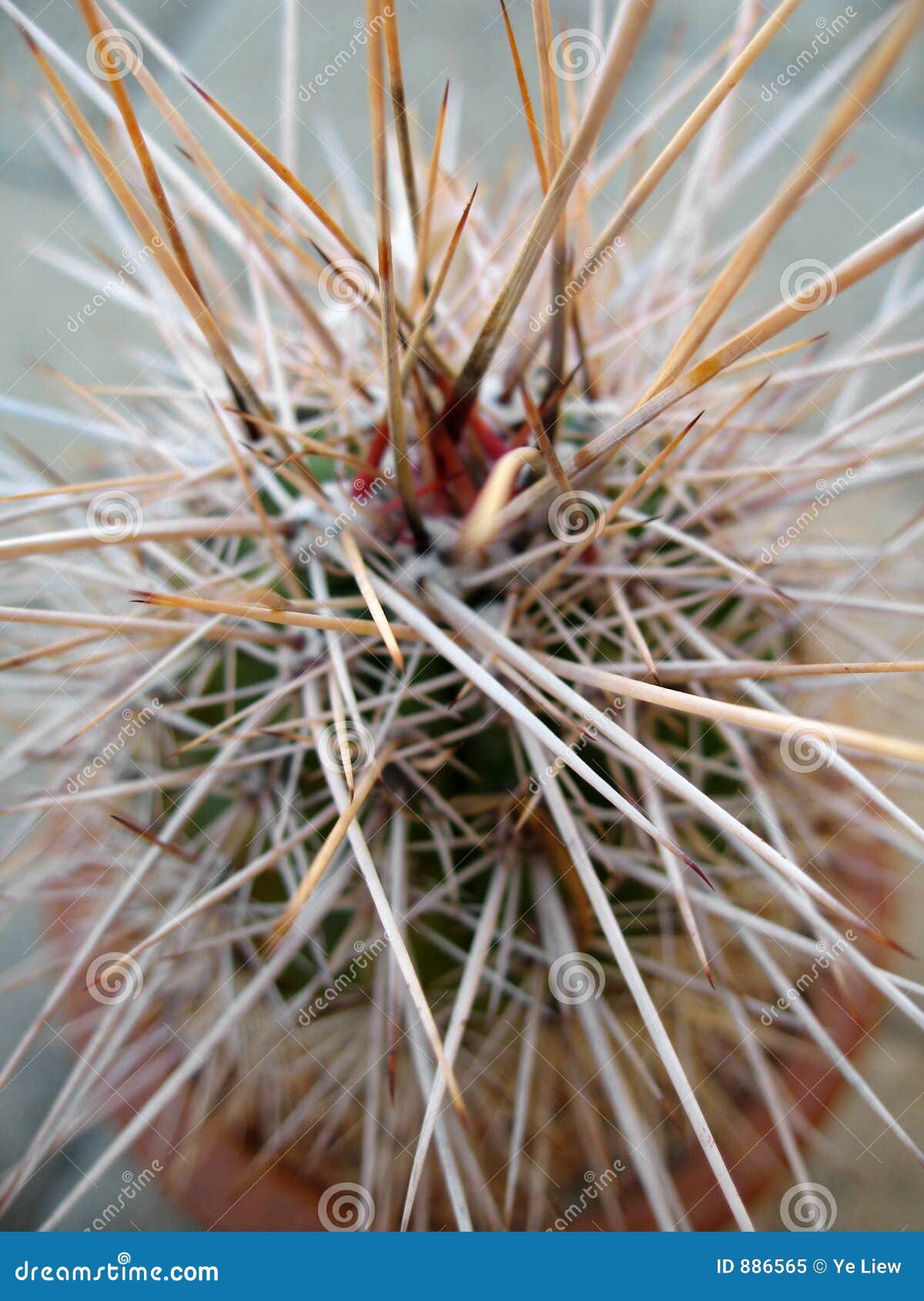 Cactus Thorns stock image. Image of abstract, nature, pain - 886565