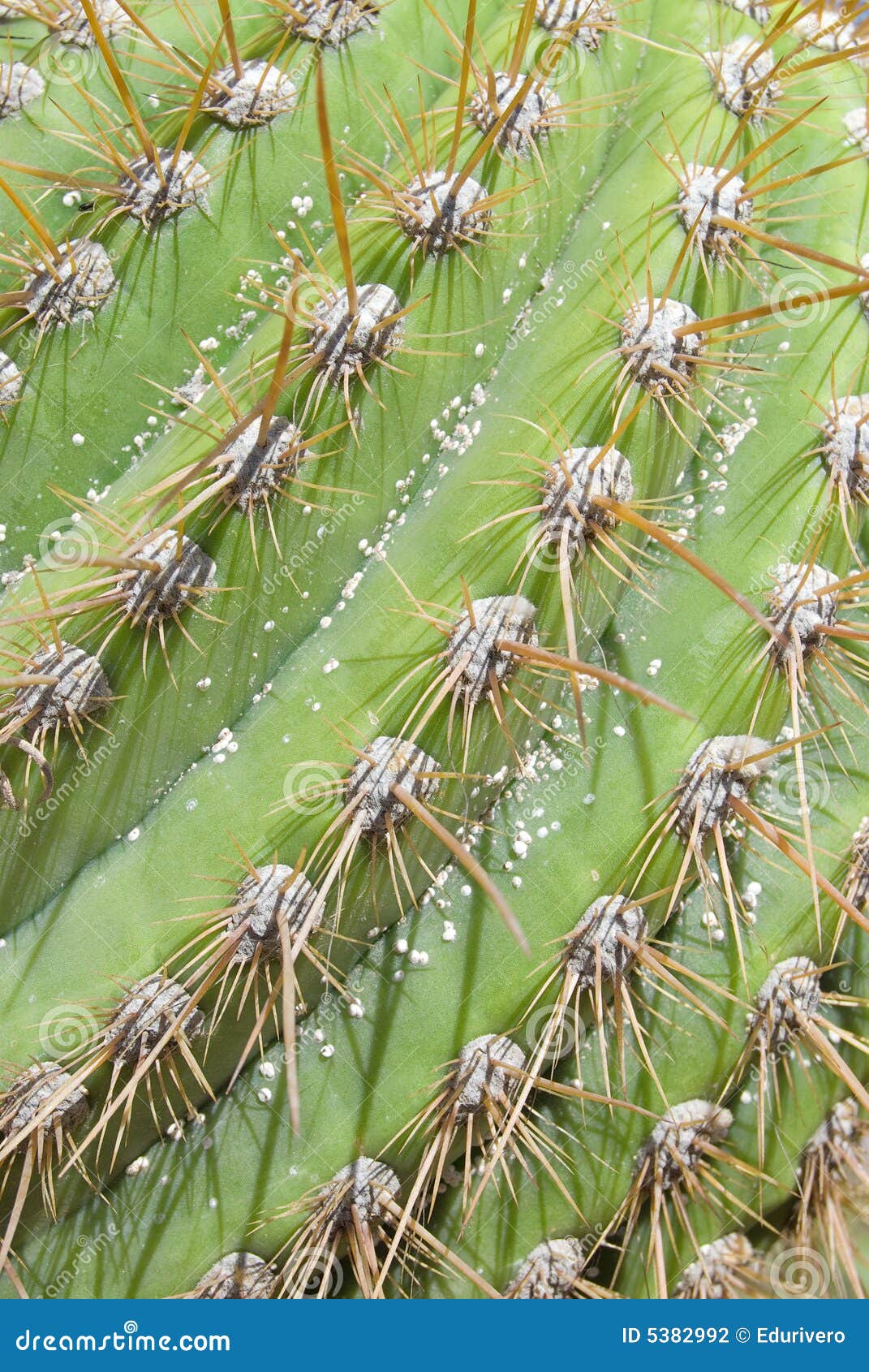 Cactus Thorns Detail stock photo. Image of landscape, pasacana - 5382992