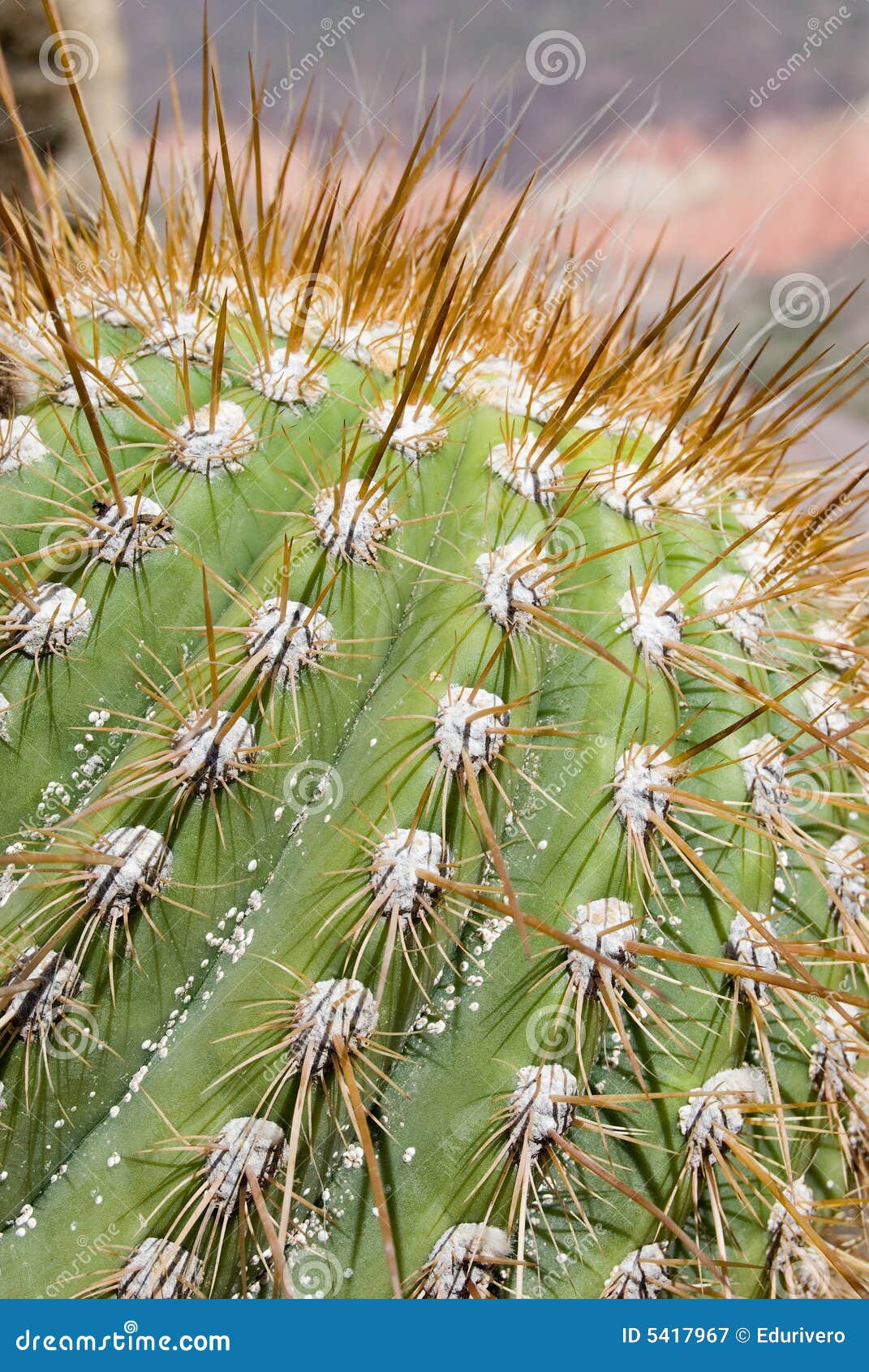 Cactus Thorns Detail stock image. Image of thorn, flower - 5417967