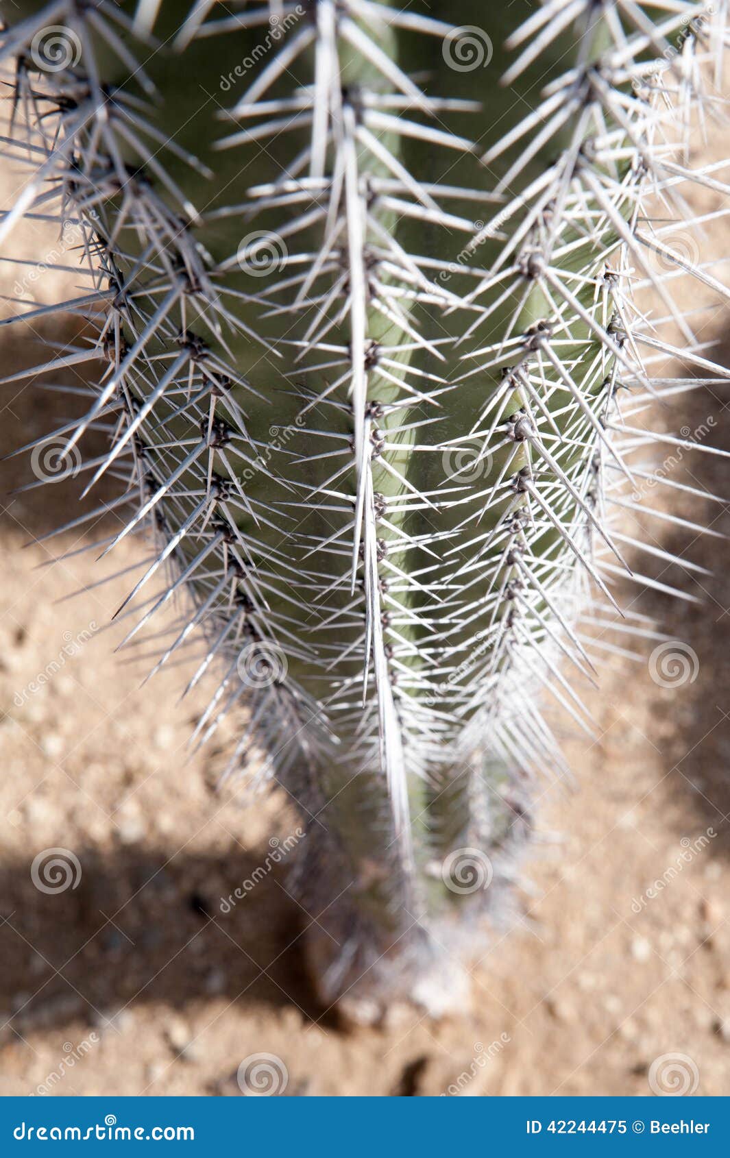 Cactus thorns stock image. Image of drought, thorn, careful - 42244475